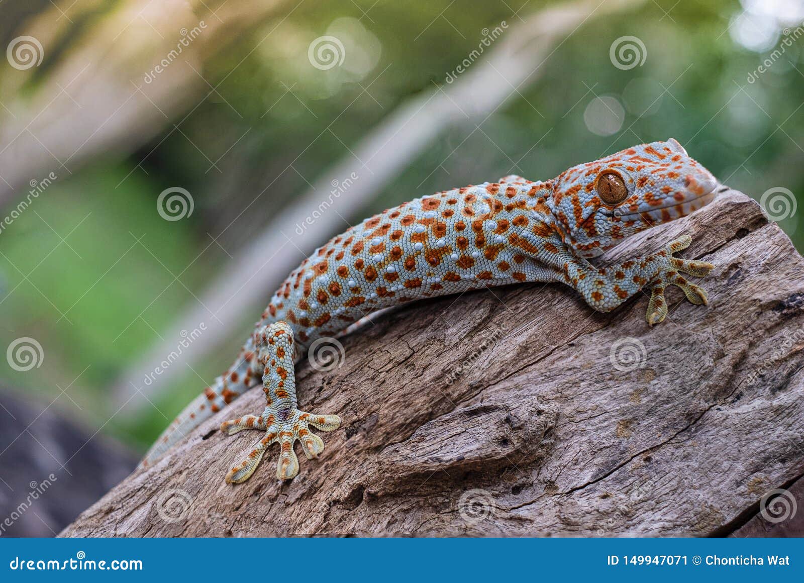Tokay gecko stock image. Image of extreme, beauty, color - 149947071