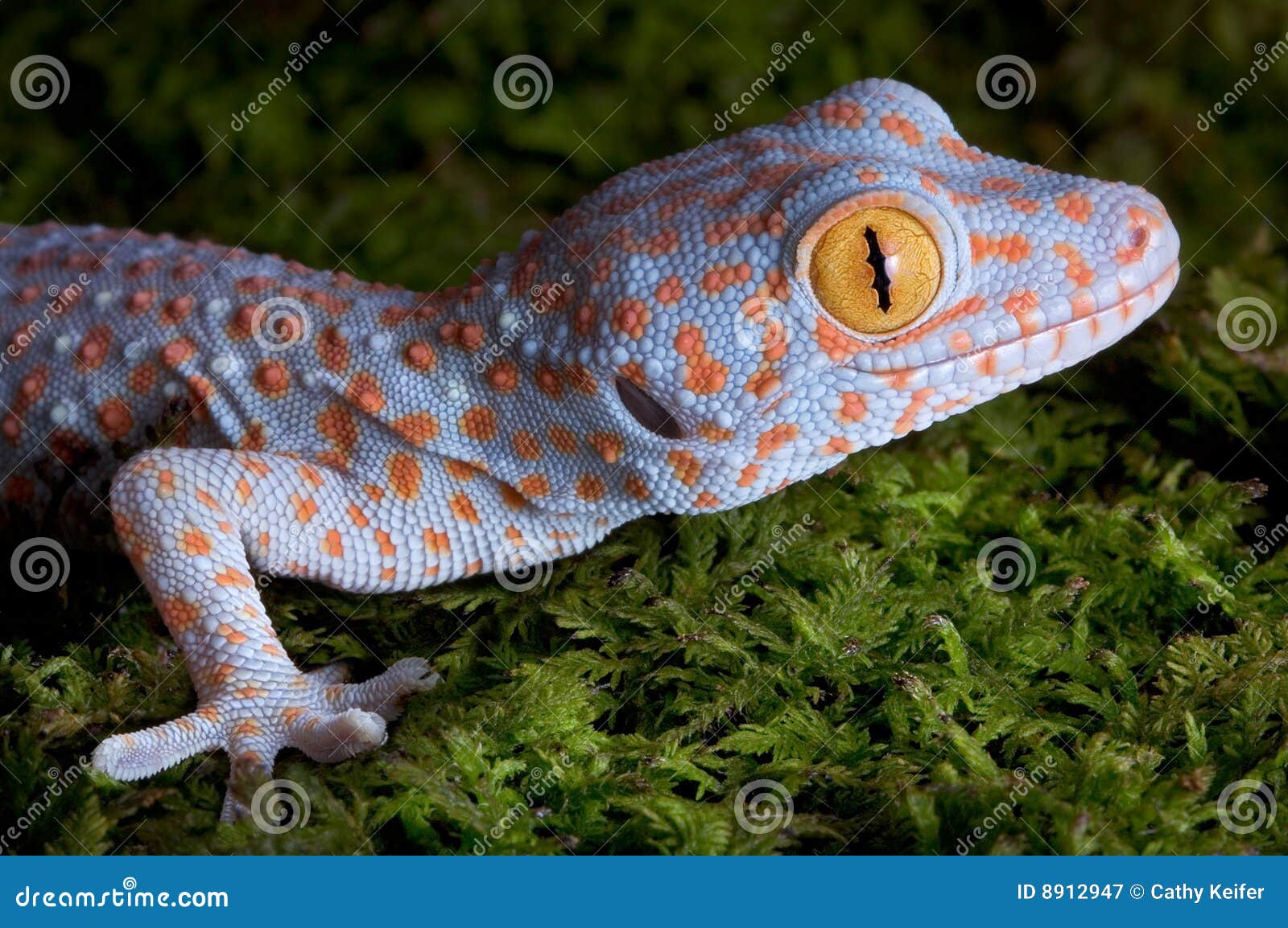 Tokay gecko close up stock image. Image of wildlife, nature - 8912947