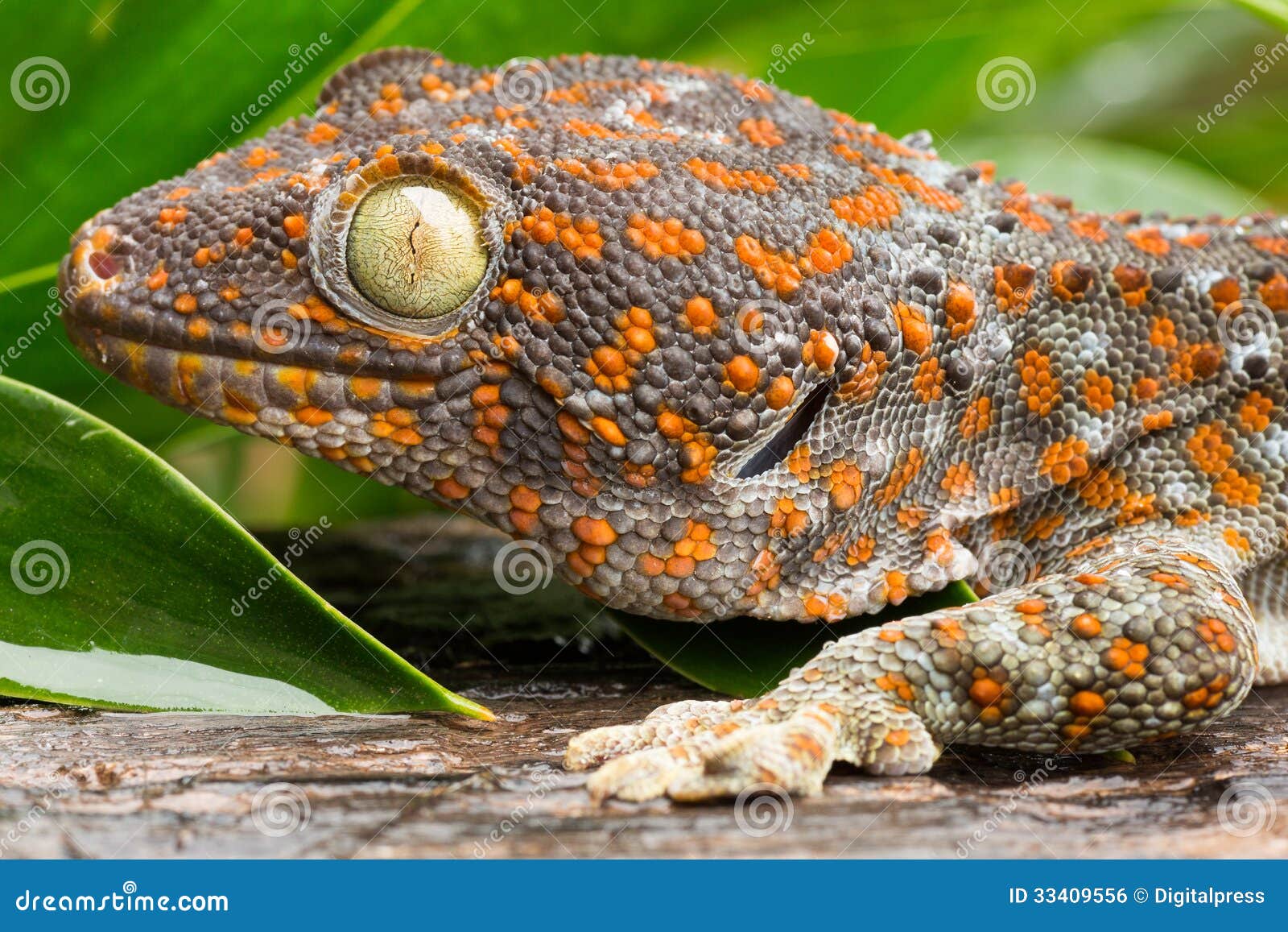 Tokay Gecko stock photo. Image of gecko, lizard, gekko - 33409556