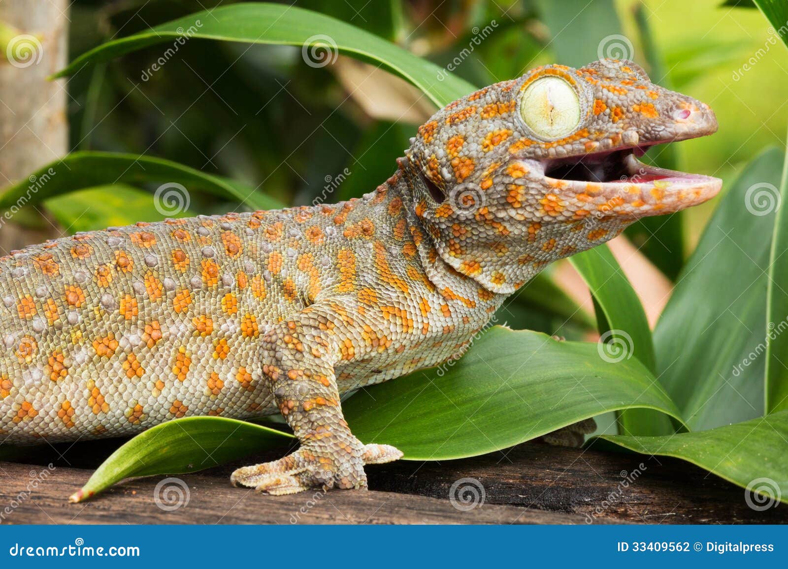 Tokay Gecko stock photo. Image of gecko, organism, fauna - 33409562