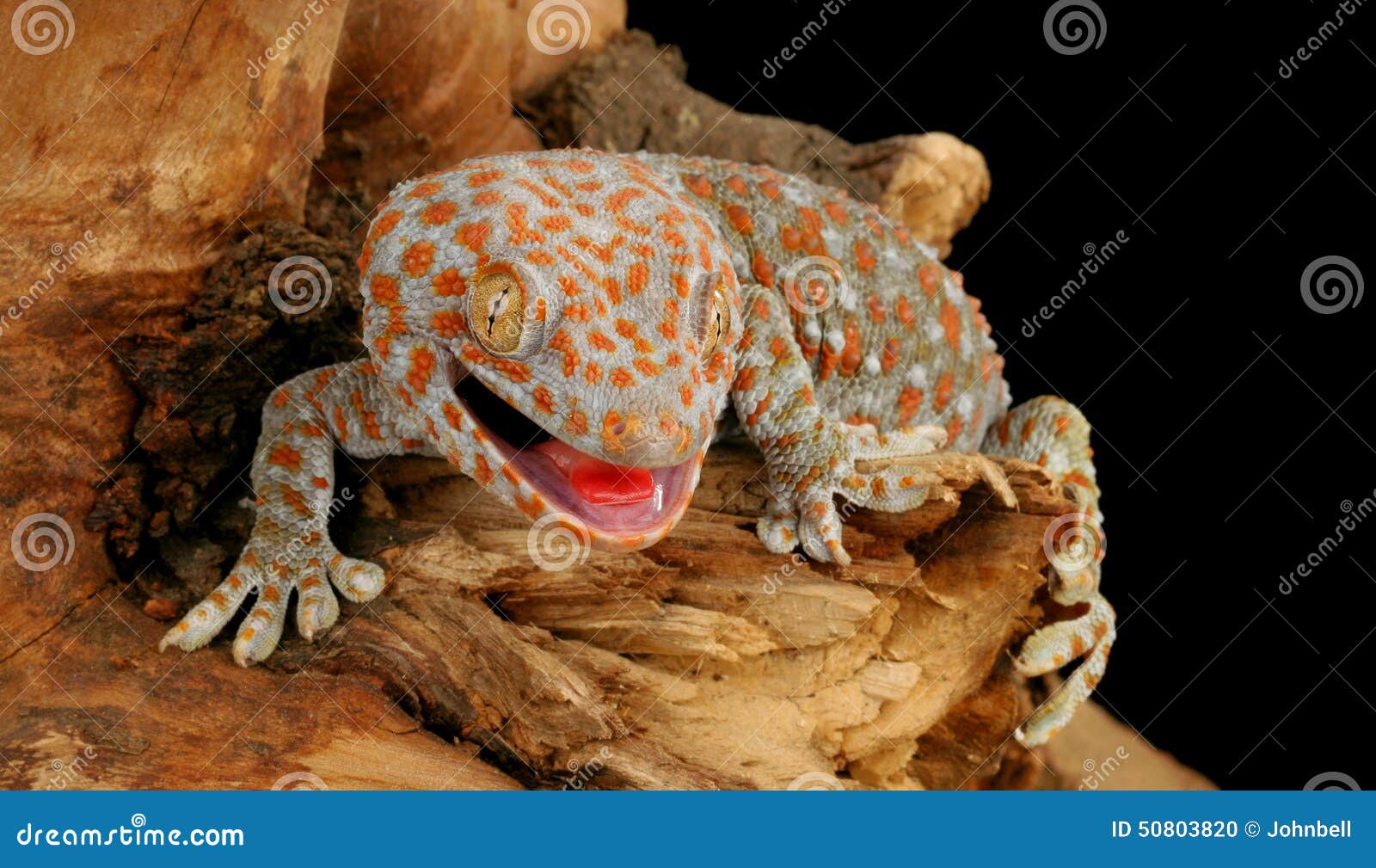 Tokay Gecko stock photo. Image of closeup, lizard, aggressive - 50803820