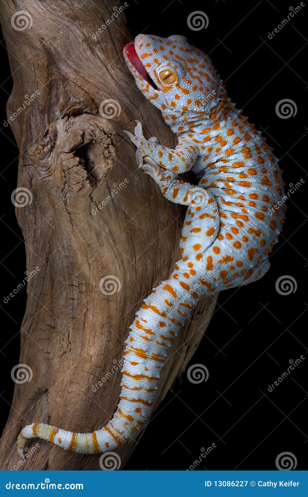 Tokay Gecko - Gekko Gecko Stock Photo | CartoonDealer.com #6854574