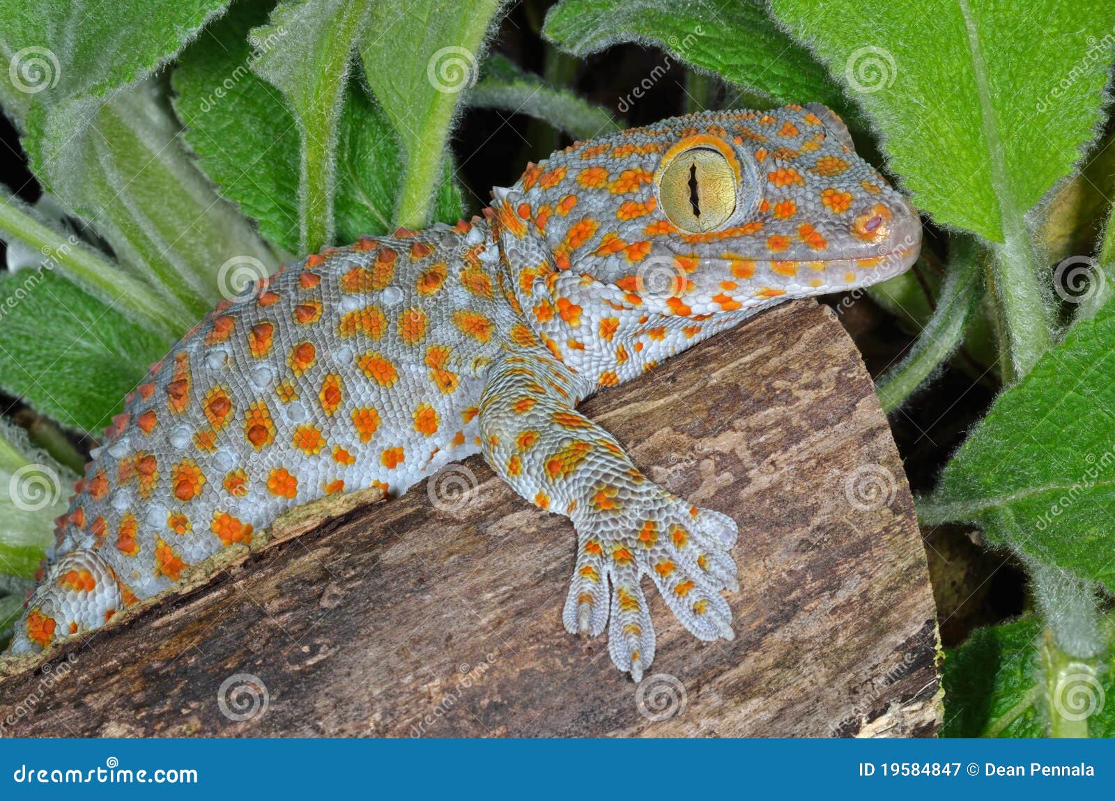 Tokay Gecko Gekko Royalty Free Stock Photography - Image: 19584847