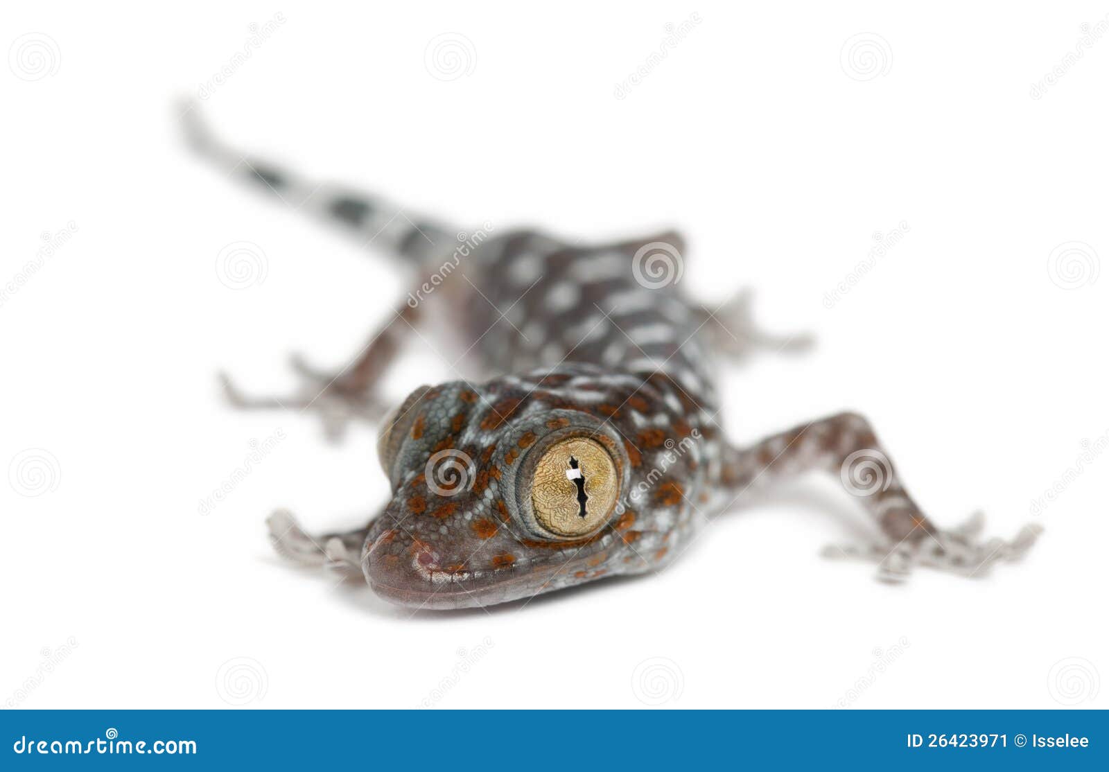 Tokay Gecko, Gekko gecko stock image. Image of camera - 26423971