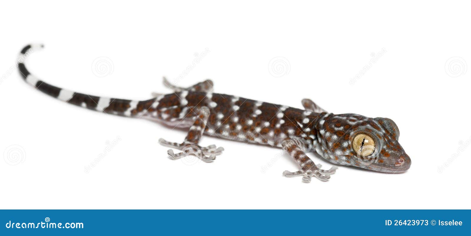Tokay Gecko, Gekko gecko stock image. Image of full, camera - 26423973