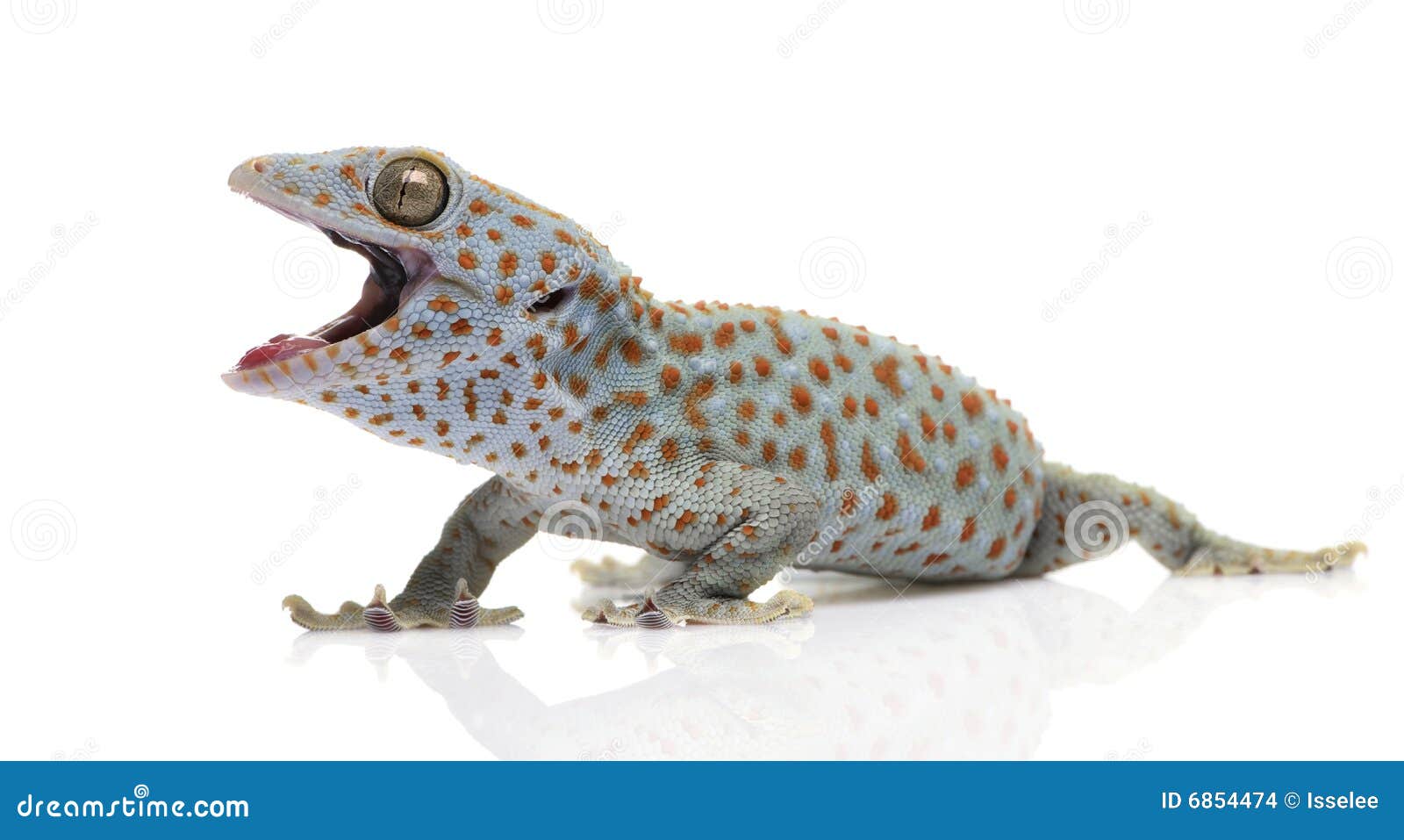Tokay gecko - Gekko gecko stock photo. Image of reptile - 6854474