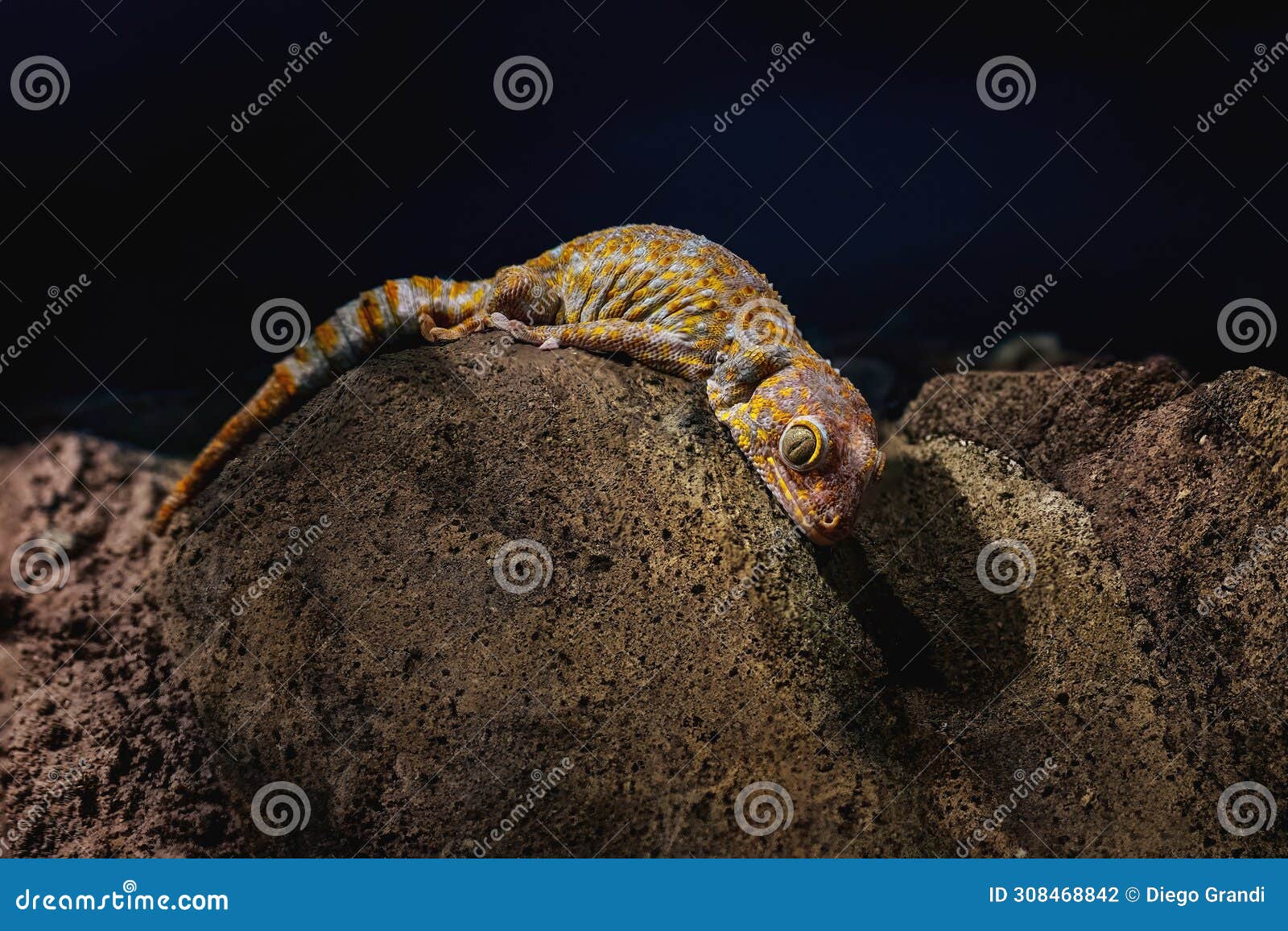 Tokay Gecko - Lizard stock photo. Image of pattern, discovery - 308468842
