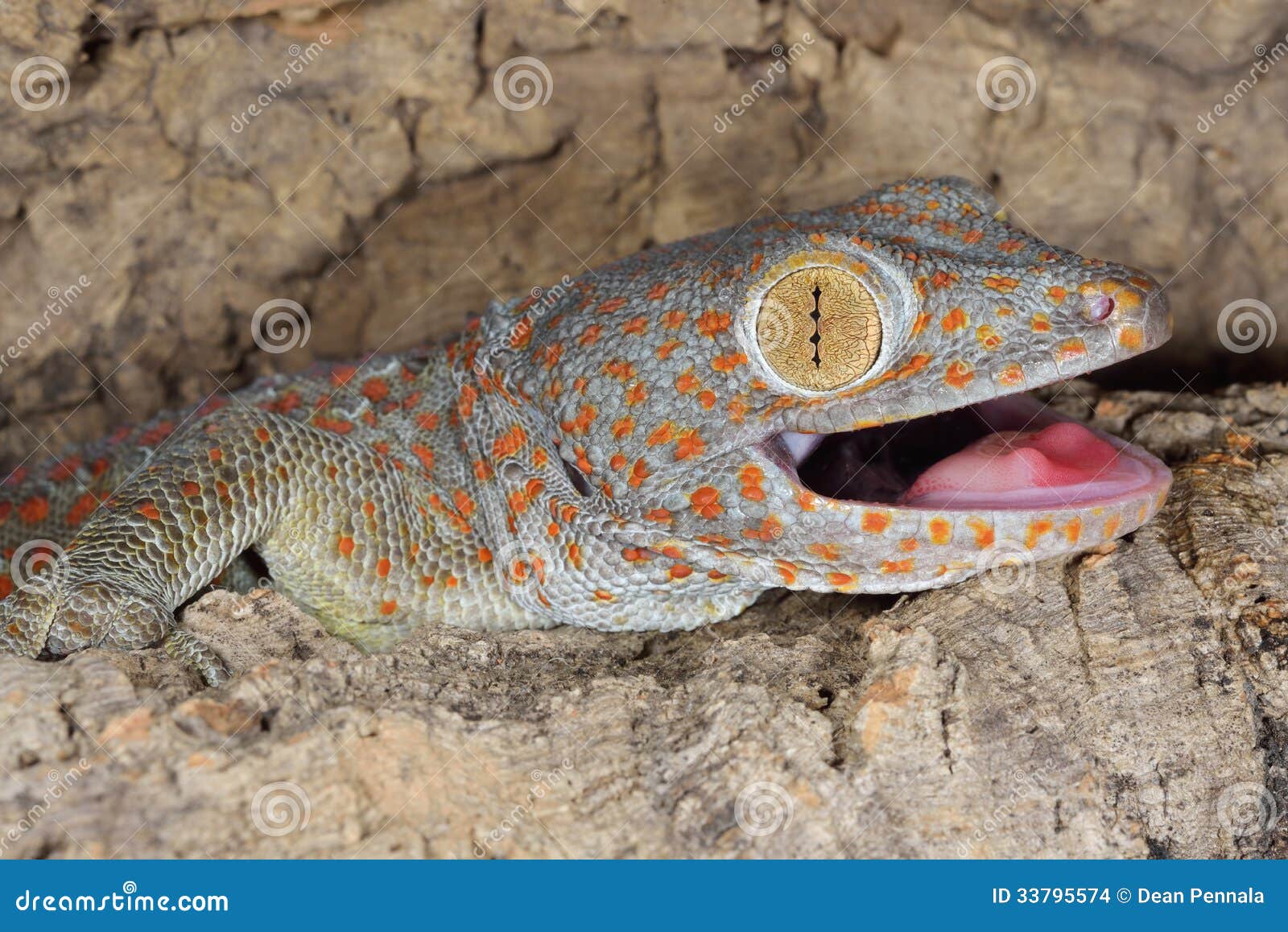 Tokay Gecko stock photo. Image of orange, tokay, nature - 33795574