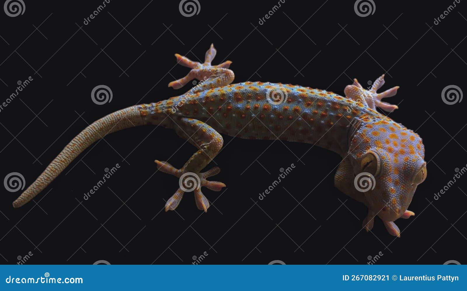 Tokay Gekko Silhouette On White Background. Black Hand Drawn Vector Art ...