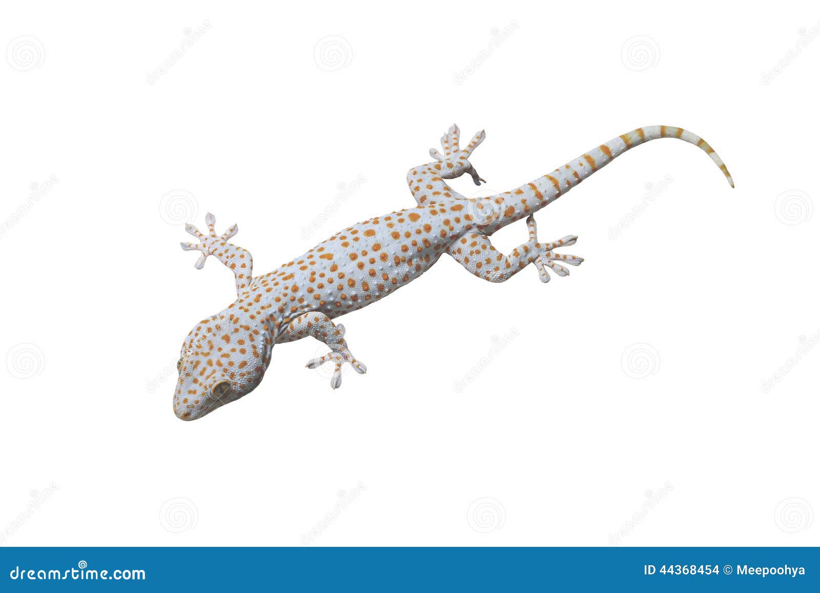 Tokay Gecko isolated. stock photo. Image of reptiles - 44368454