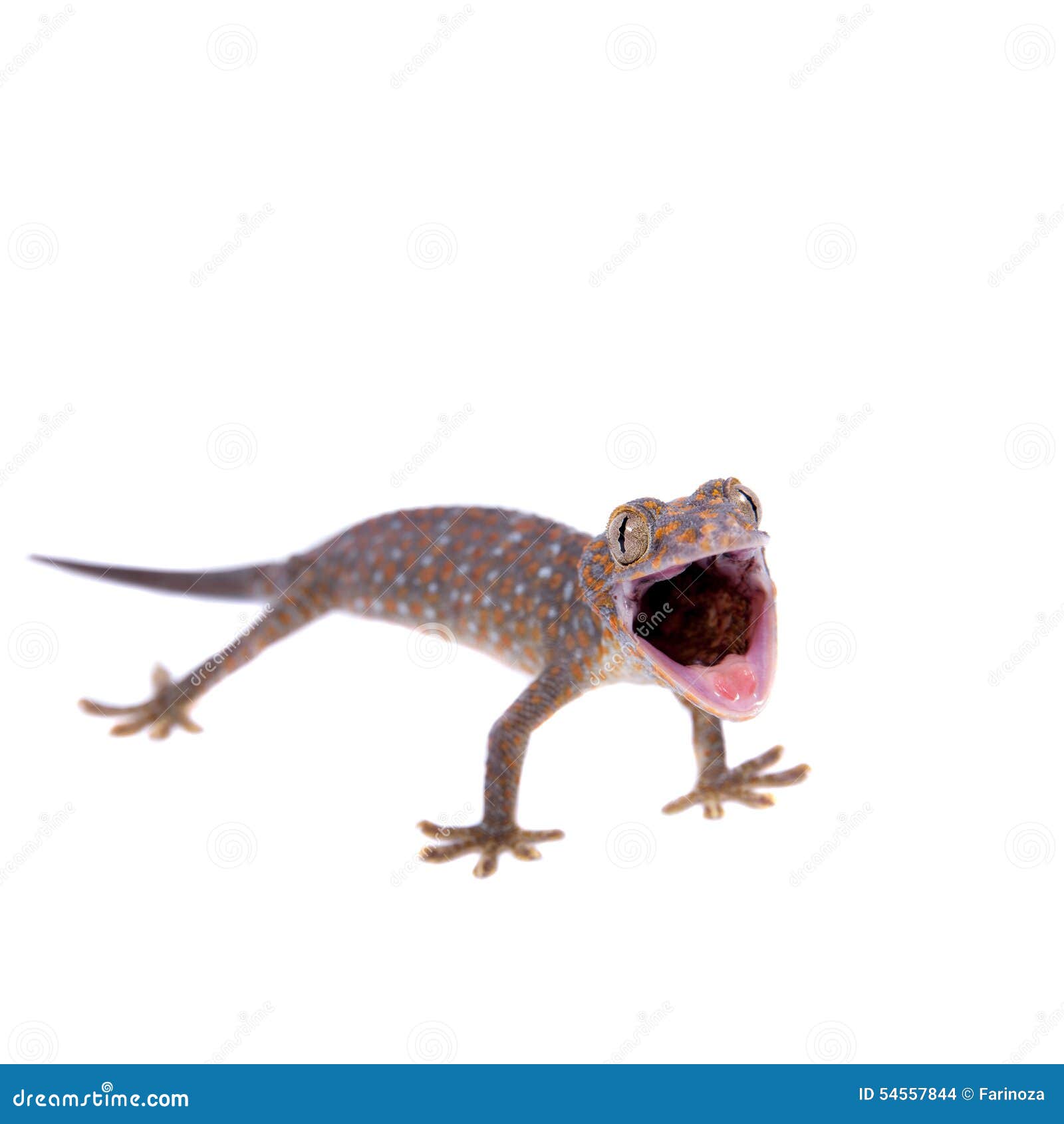 Tockay Gecko On Gray Surface. From Above Asian Specie Of Lizard Named ...