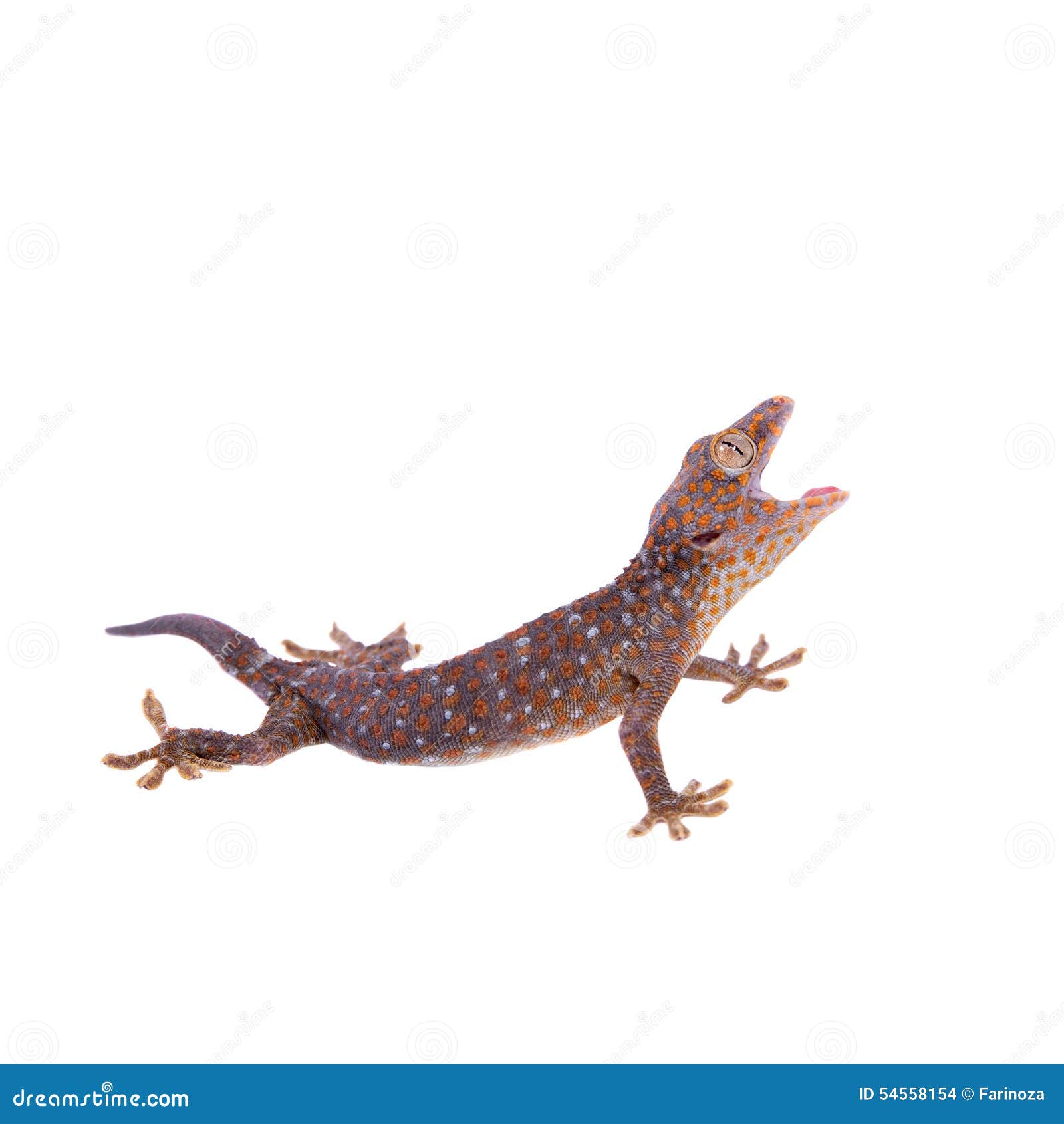 Tockay Gecko On Gray Surface. From Above Asian Specie Of Lizard Named ...