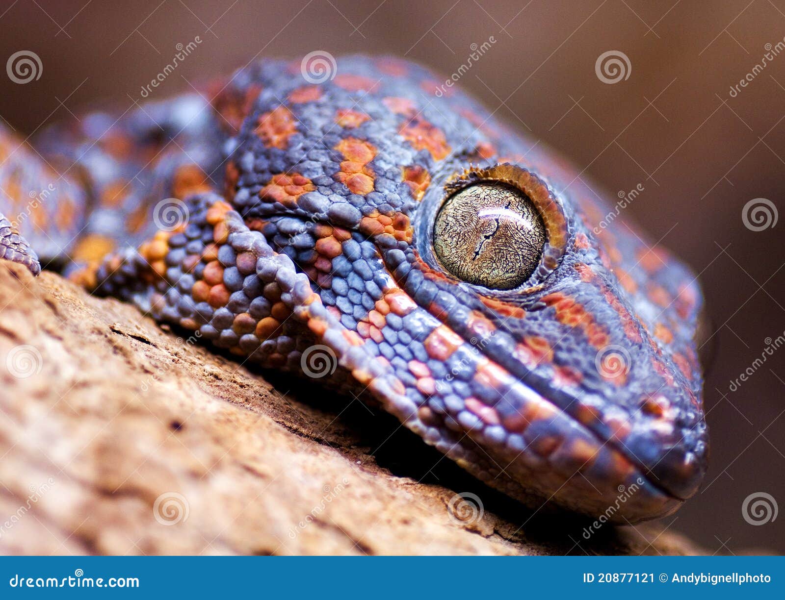 Tokay gecko lizard stock image. Image of colours, reptile - 20877121