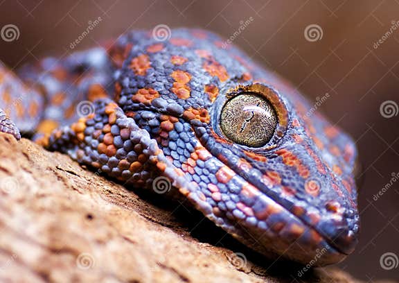 Tokay gecko lizard stock image. Image of colours, reptile - 20877121