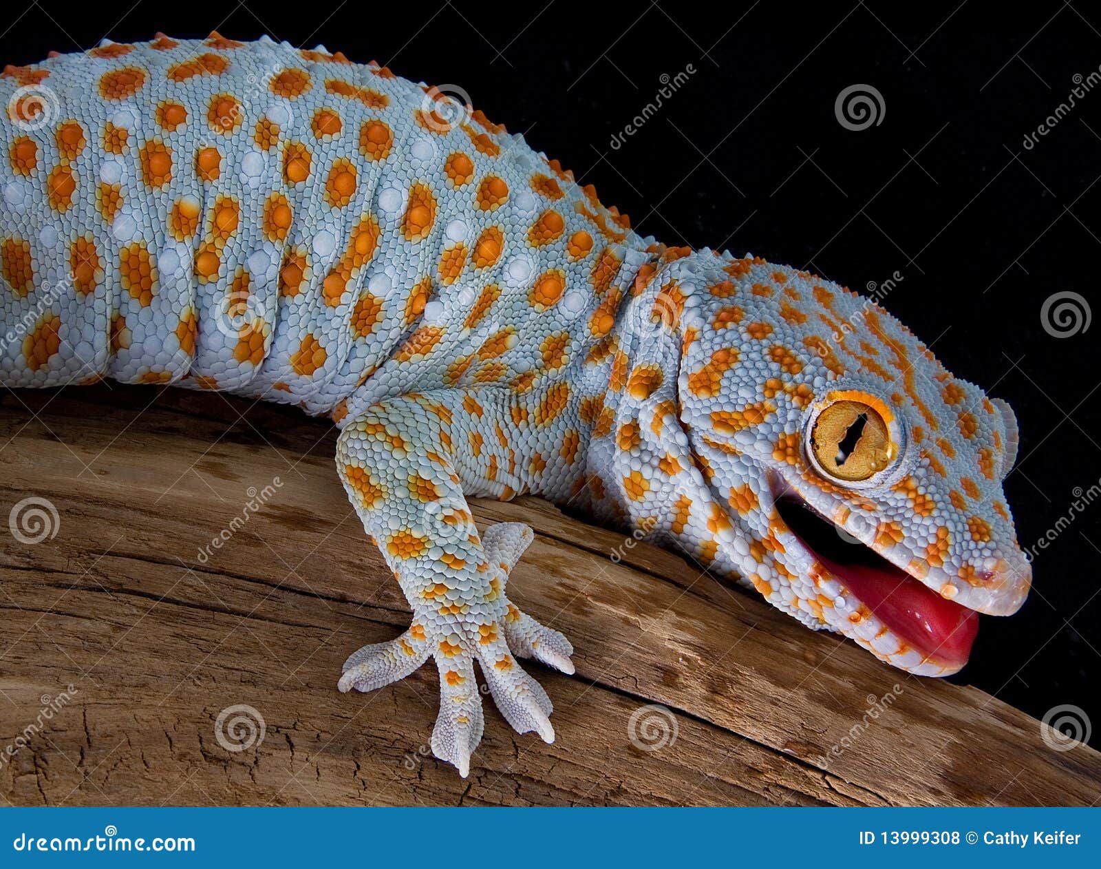 Tokay Gecko with Mouth Open Stock Photo - Image of tokay, predator ...