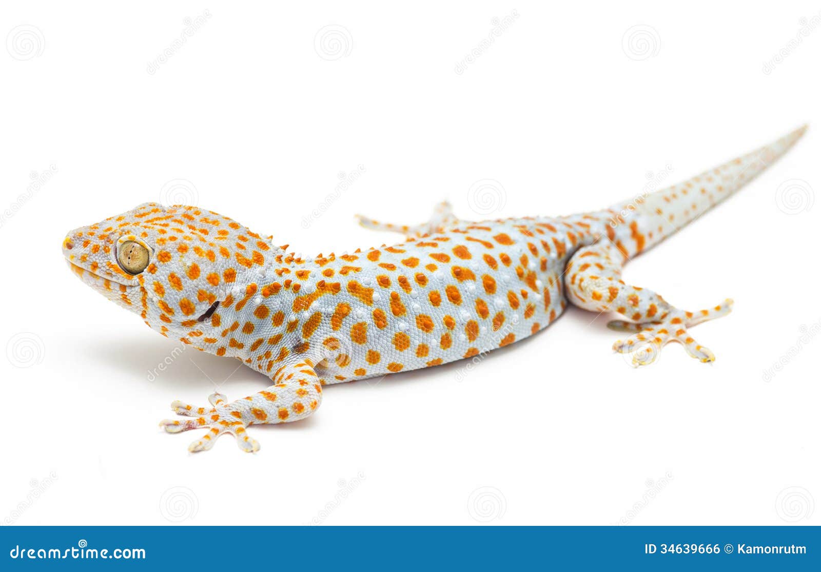 Tokay Gecko Thailand Royalty Free Stock Image - Image: 34639666