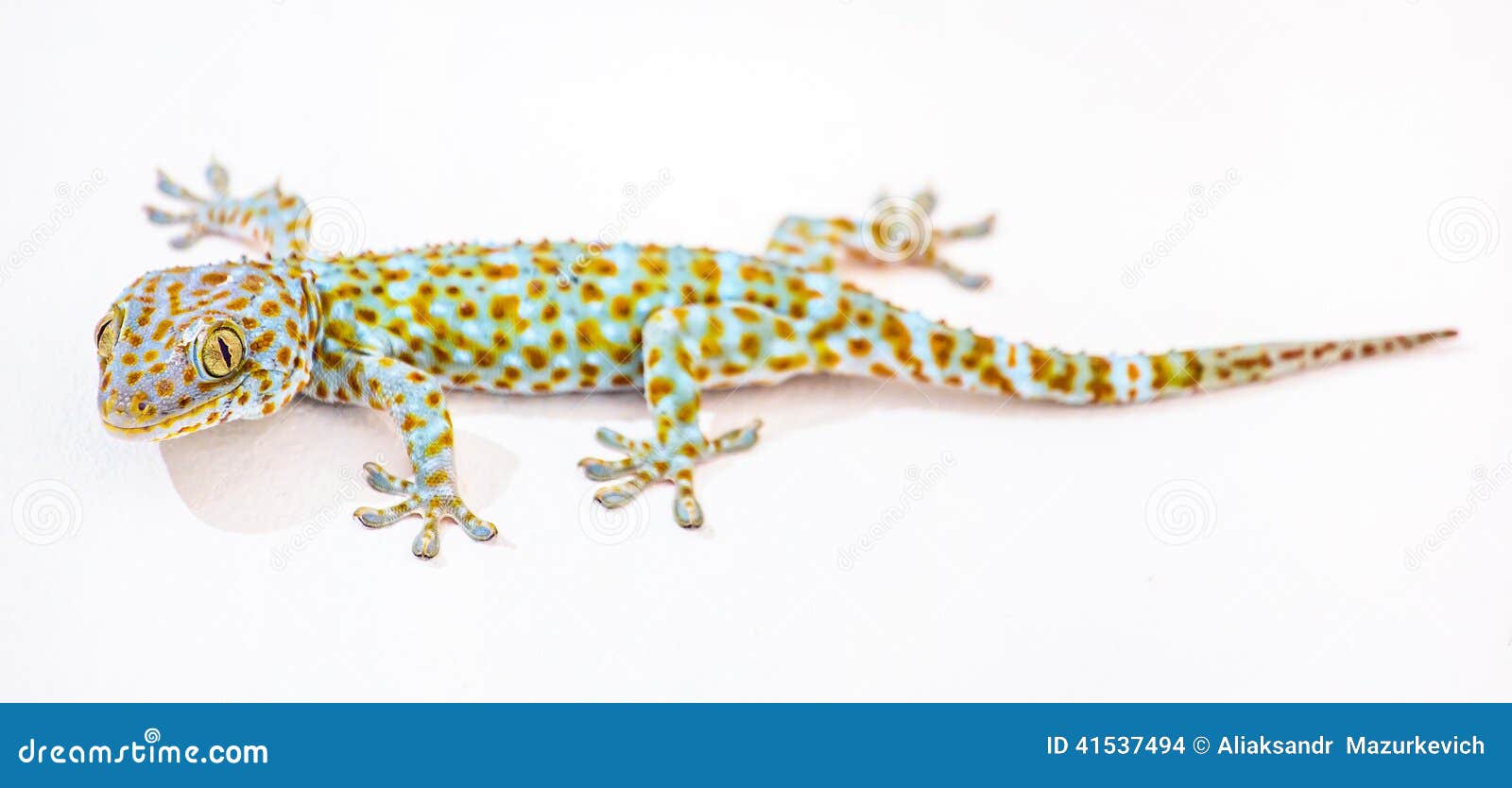 Tokay Gecko Thailand stock photo. Image of gecko, tropical - 41537494