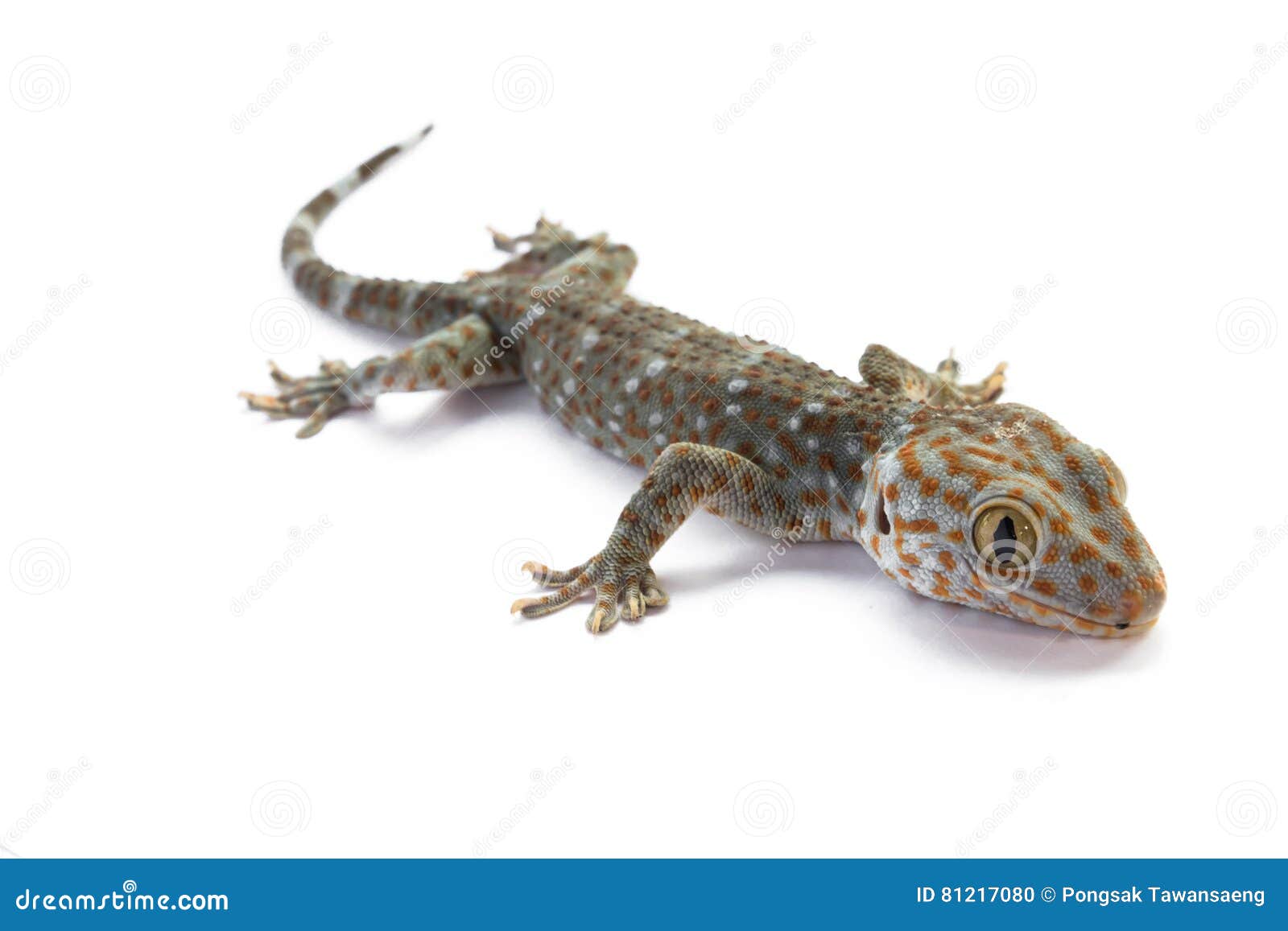 Tokay Gecko stock photo. Image of life, close, brown - 81217080
