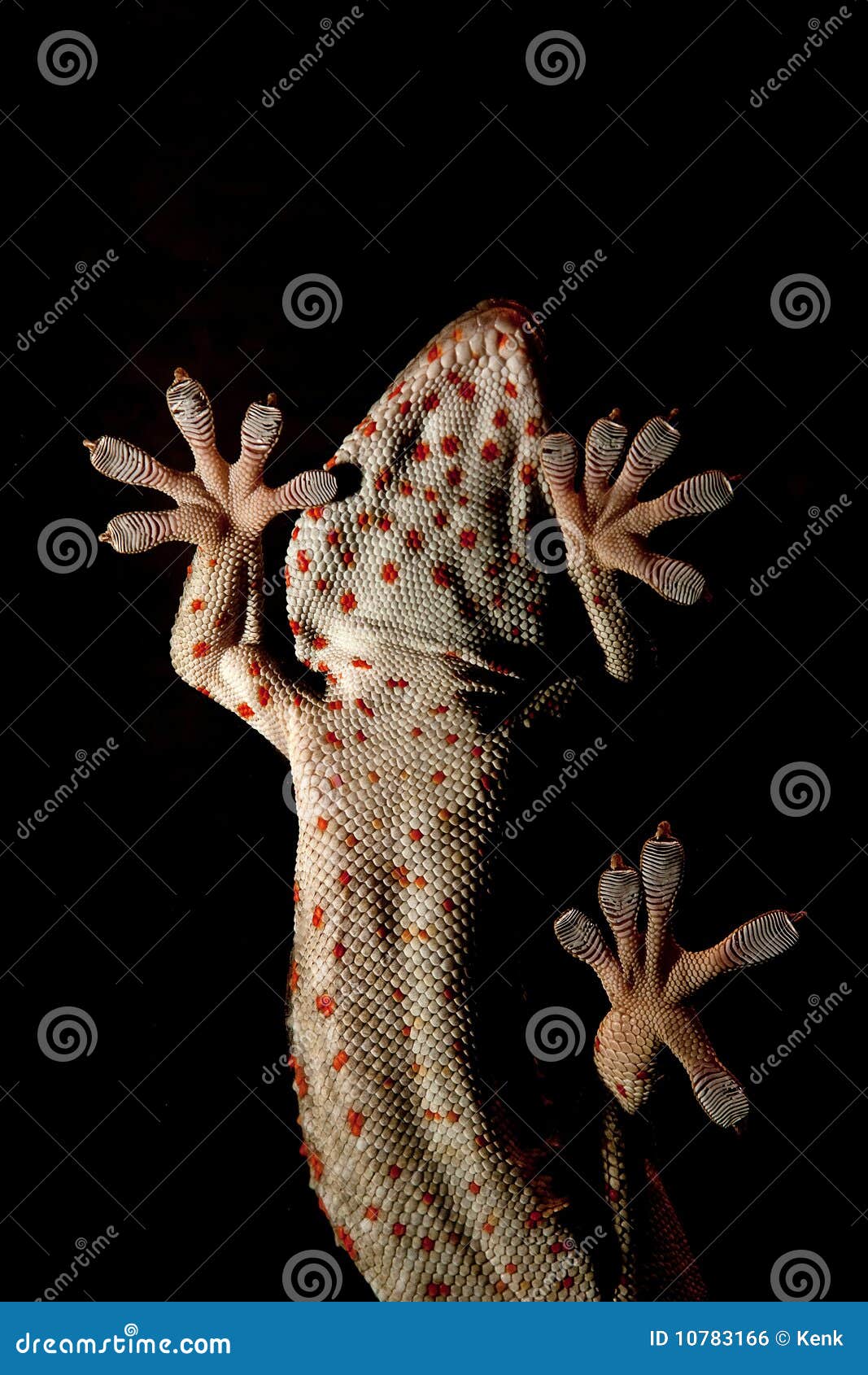 Tokay Gekko, Underside View Stock Photo - Image of underside, reptile ...