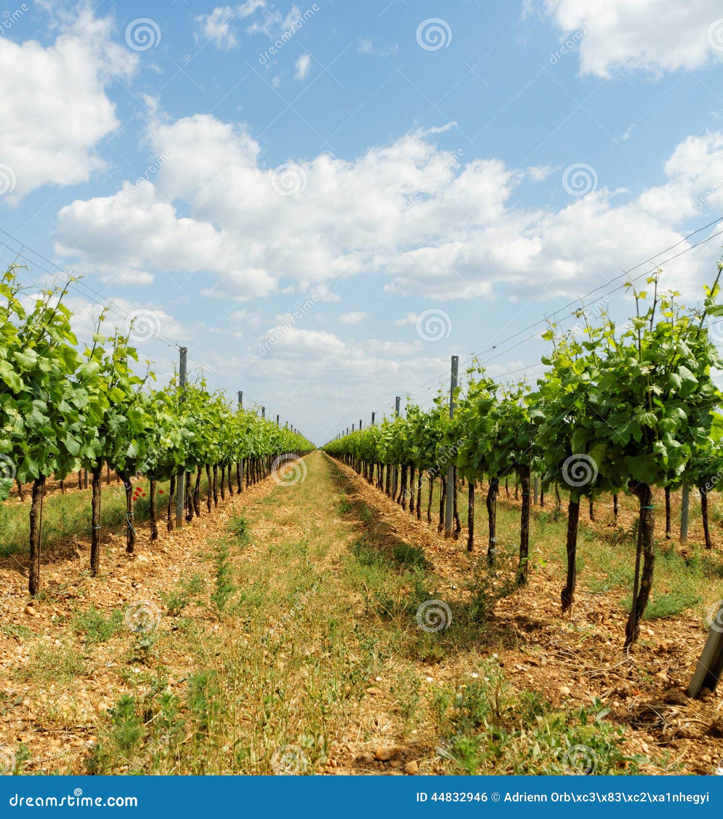 Tokay grapes stock photo. Image of cultivation, countryside - 44832946