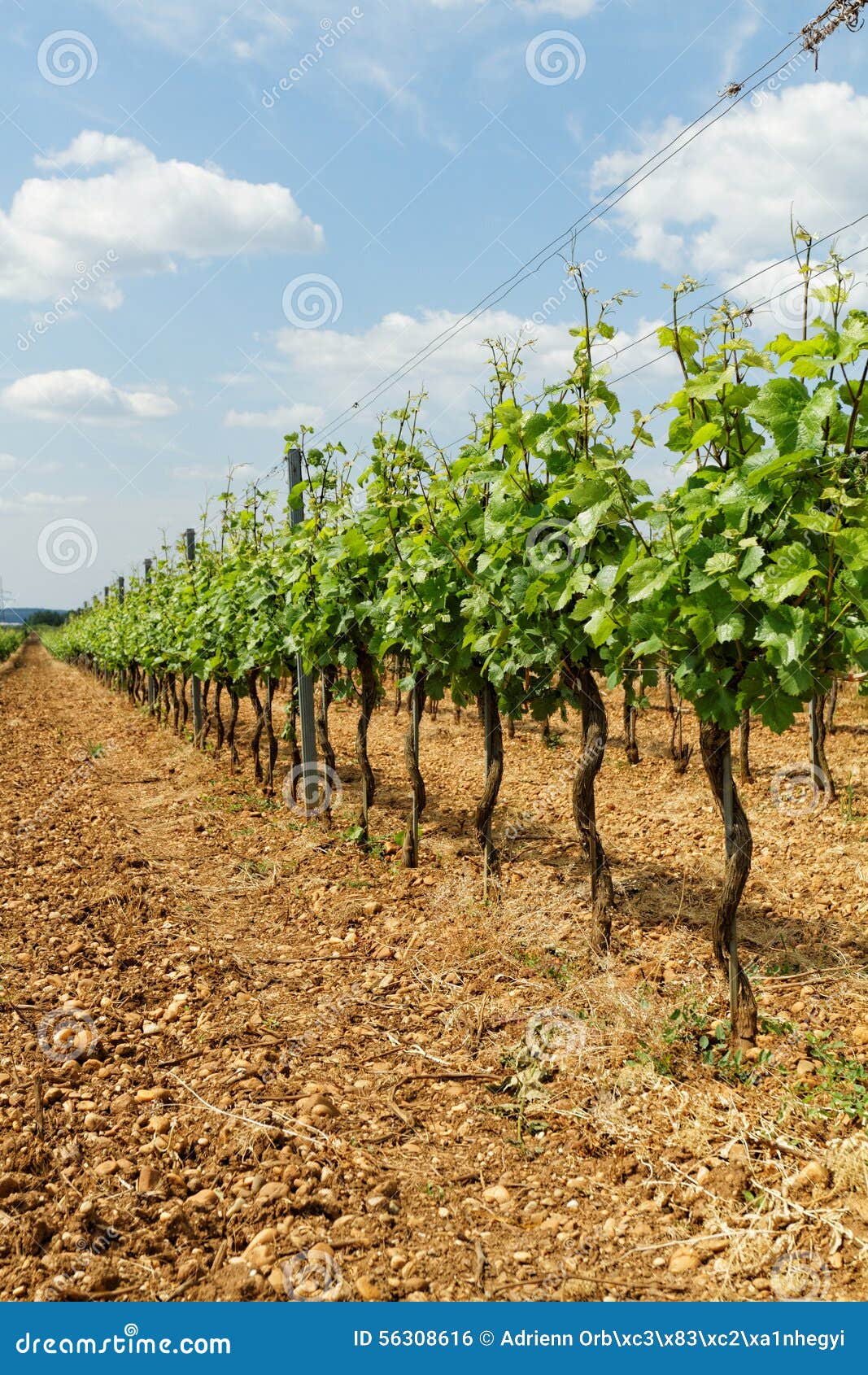 Tokay grapes stock photo. Image of fine, harvest, outside - 56308616