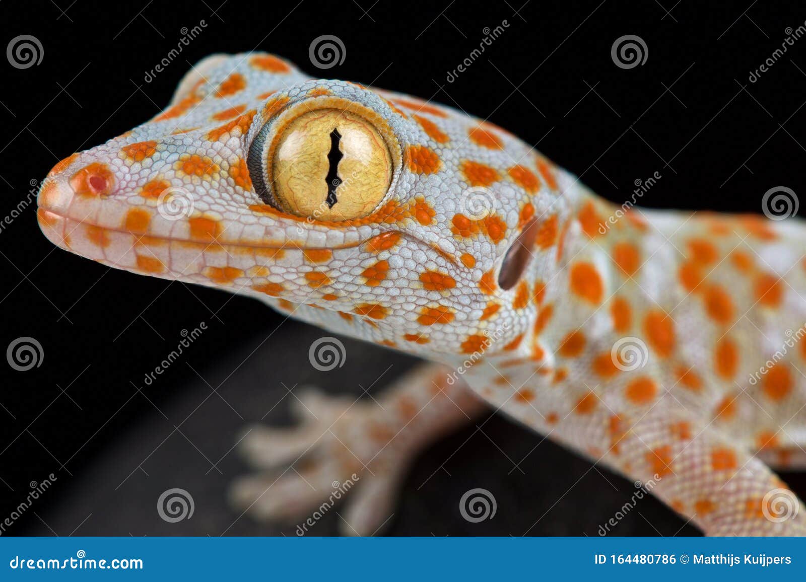 The Giant Tokeh Gekko Gecko. Blue Gekko Gecko With Orange Spots Stock ...