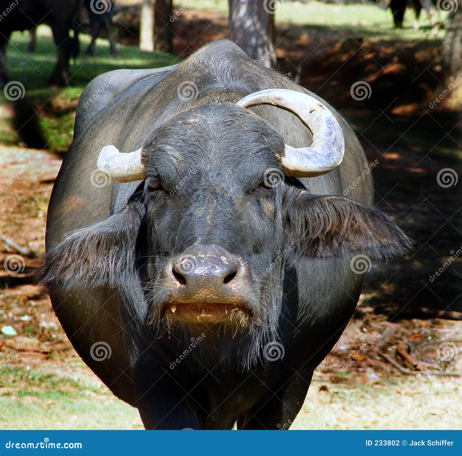 Tokig tjur arkivfoto. Bild av manlig, farligt, natur, ilskna - 233802