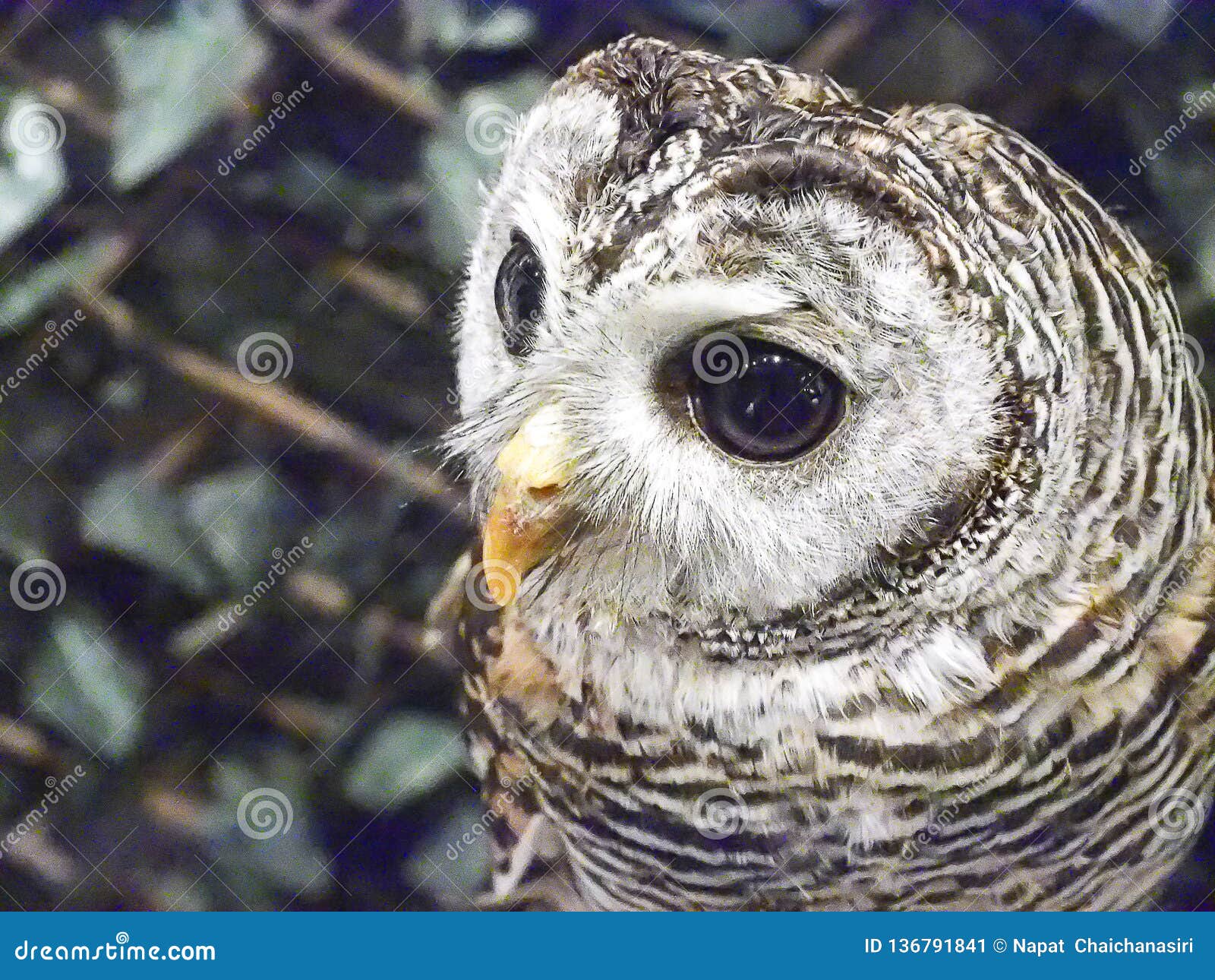 Tokyo, Japan - April 22, 2018 : Rufous-legged Owl Stock Image - Image ...