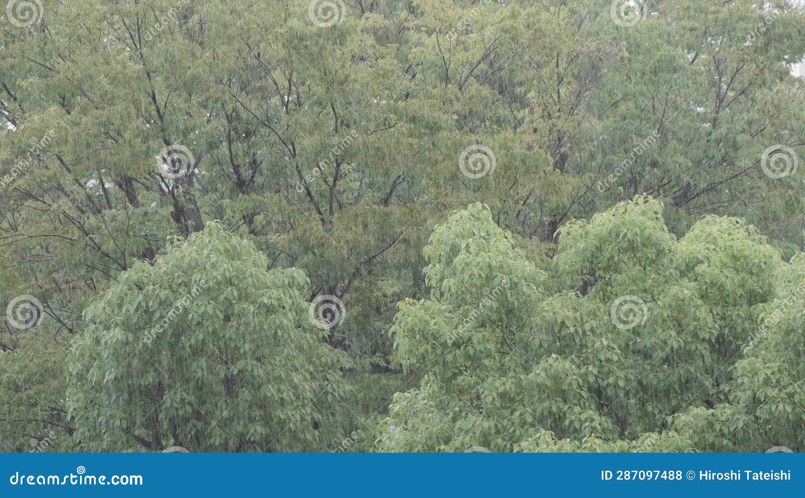 Heavy Rainfall on Trees Background Stock Footage - Video of thunder ...