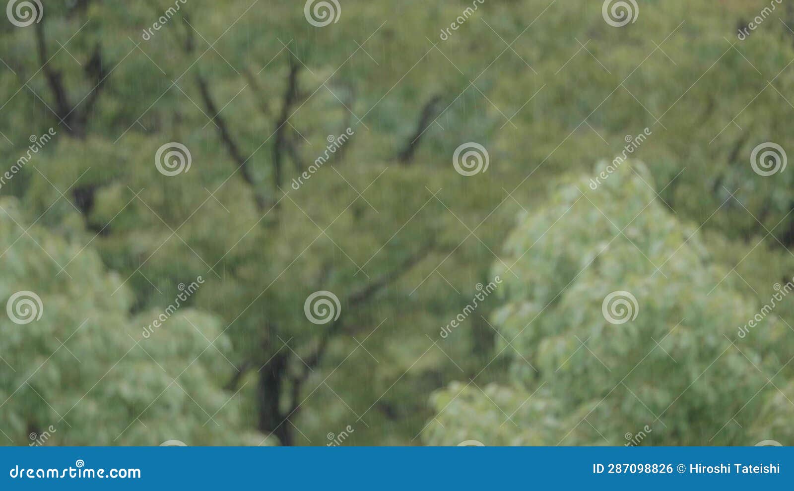 Heavy Rainfall on Trees Background Stock Footage - Video of leaf, storm ...