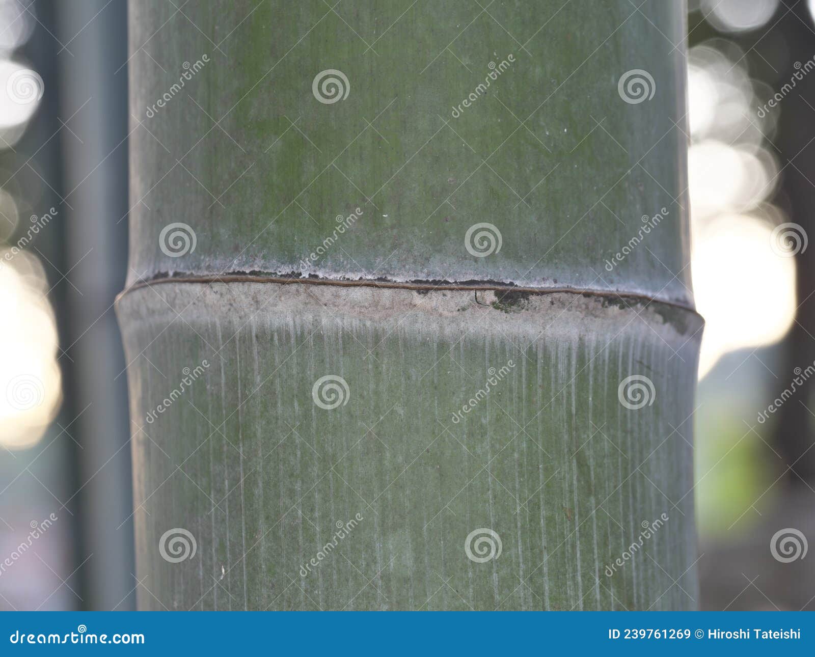 Bamboo Node Royalty-Free Stock Photo | CartoonDealer.com #19570413