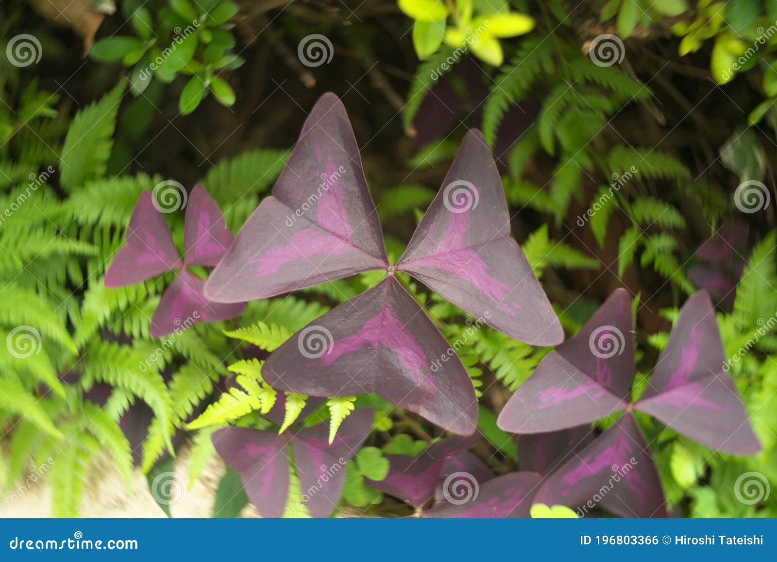 Deep Maroon Leaves Of Oxalis Triangularis Or False Shamrock Stock Photo ...