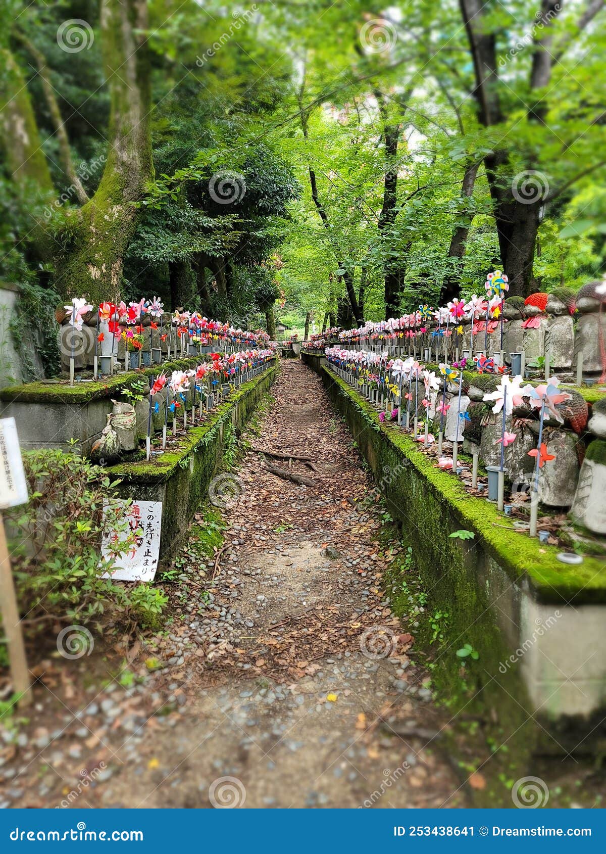 Tokyo Shiga koen editorial photo. Image of flower, forest - 253438641