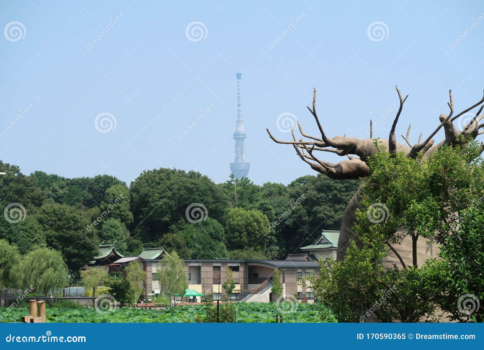 Tokyo Sky Tree is Located Behind the Green Forest Editorial Image ...