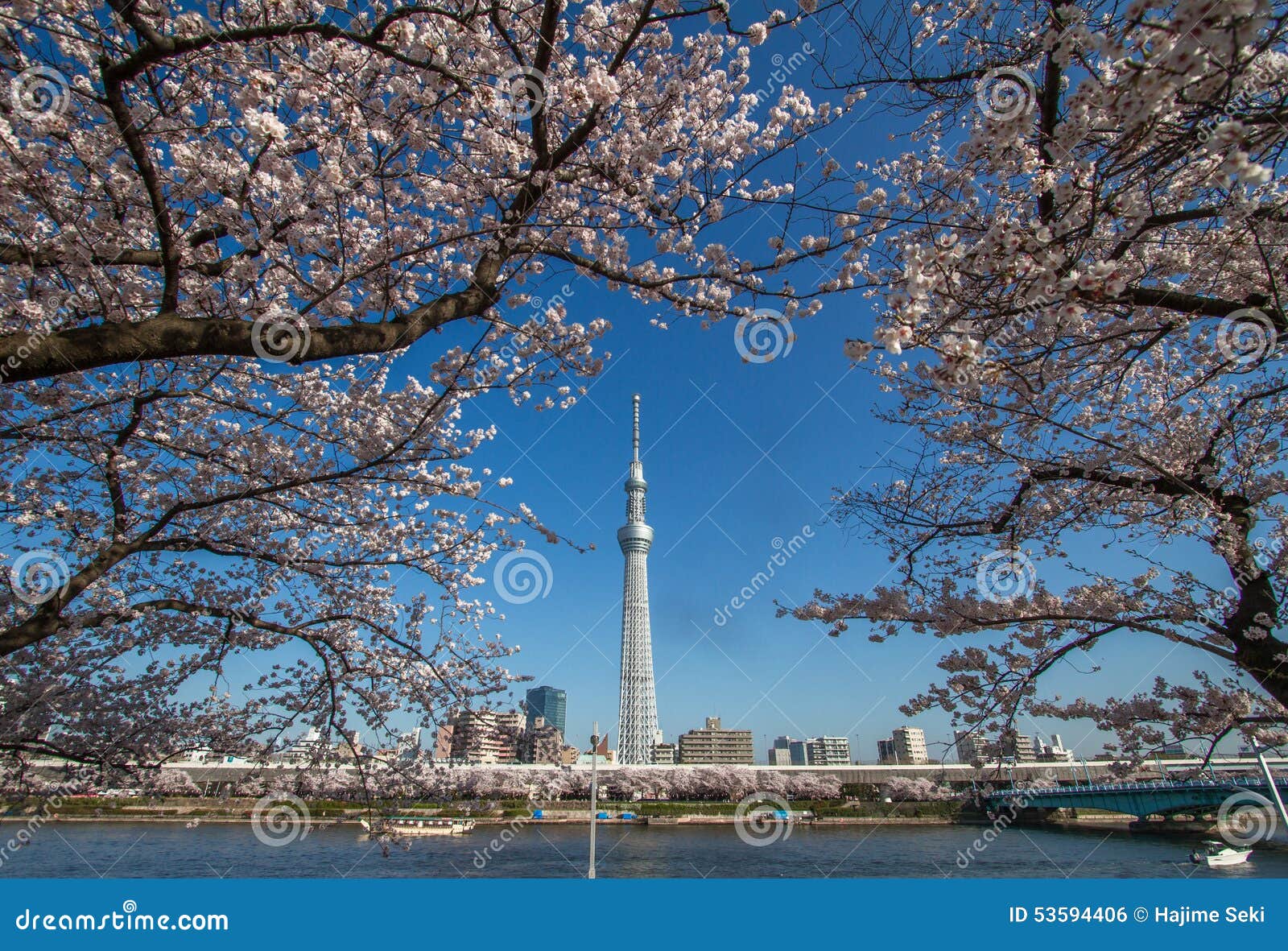 Tokyo Skytree editorial photo. Image of city, sakura - 53594406