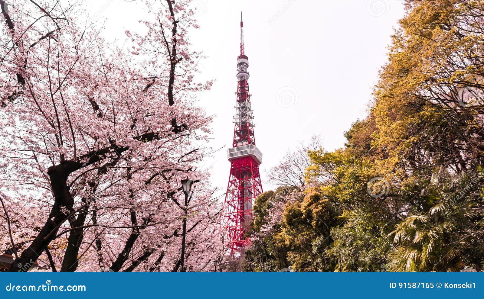 Tokyo Tower with Sakura Foreground in Spring Time at Tokyo Stock Image ...