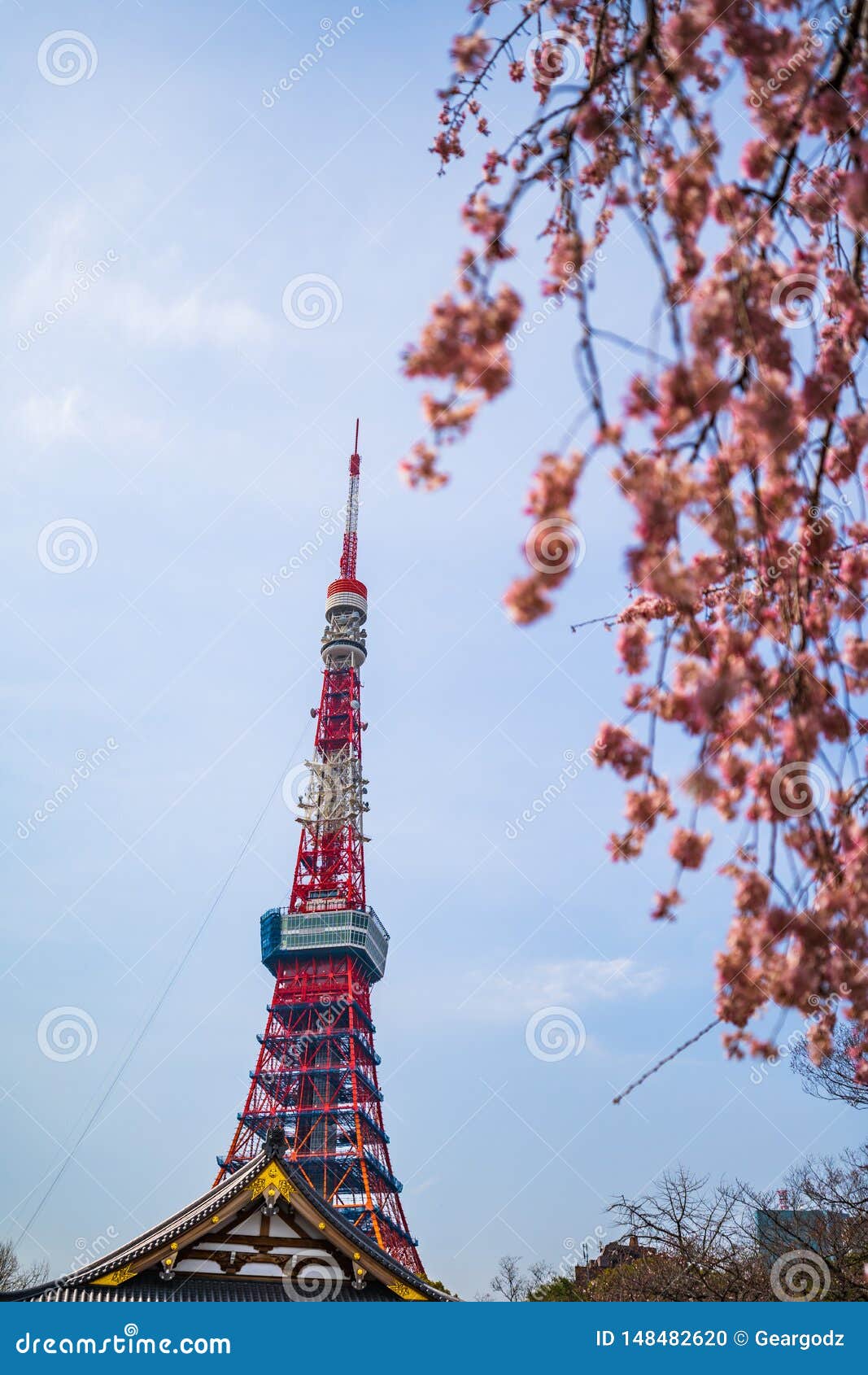 Tokyo Tower Wtih Spring Cherry Blossom Stock Photo - Image of japan ...