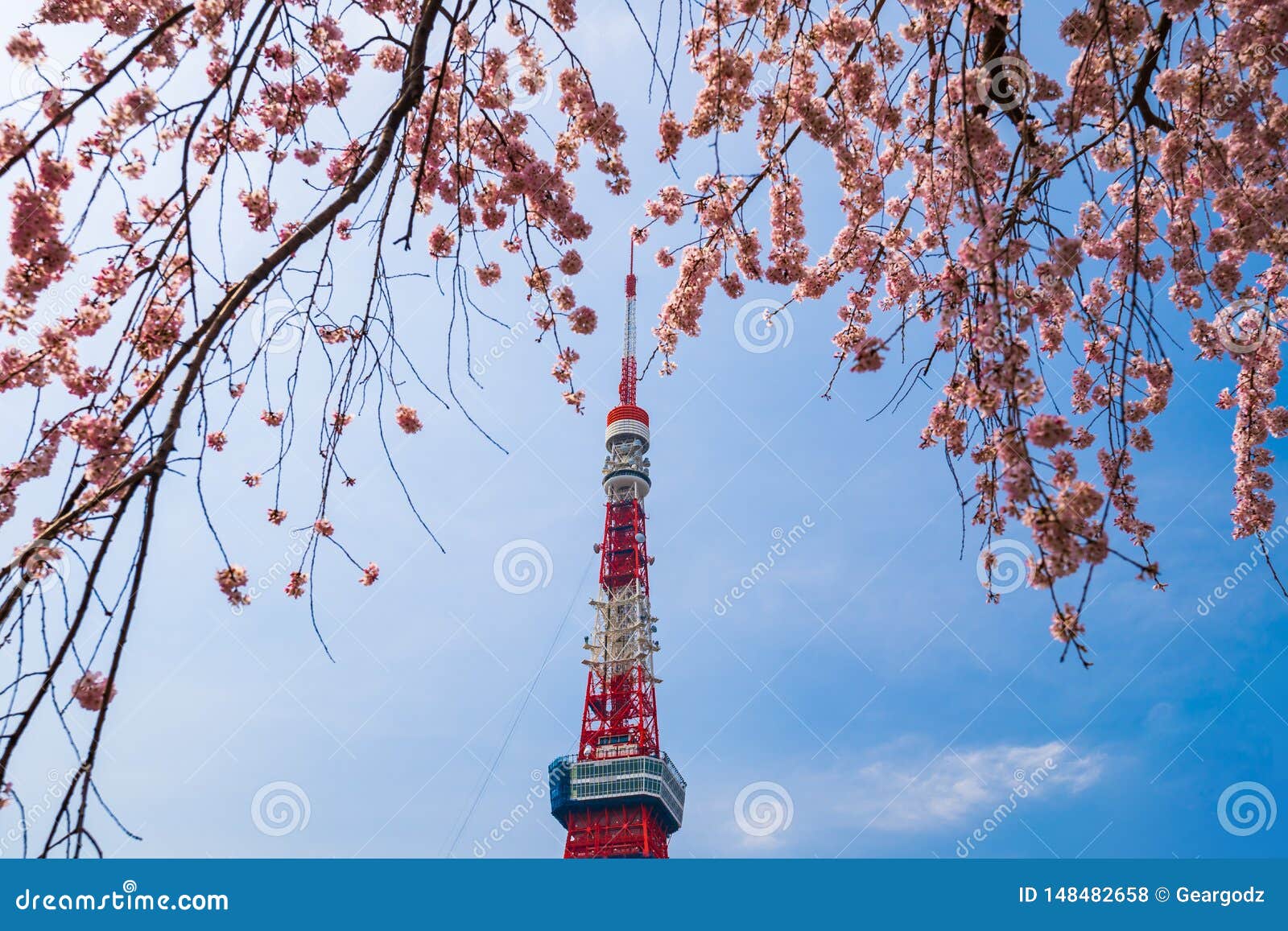 Tokyo Tower Wtih Spring Cherry Blossom Stock Photo - Image of beautiful ...