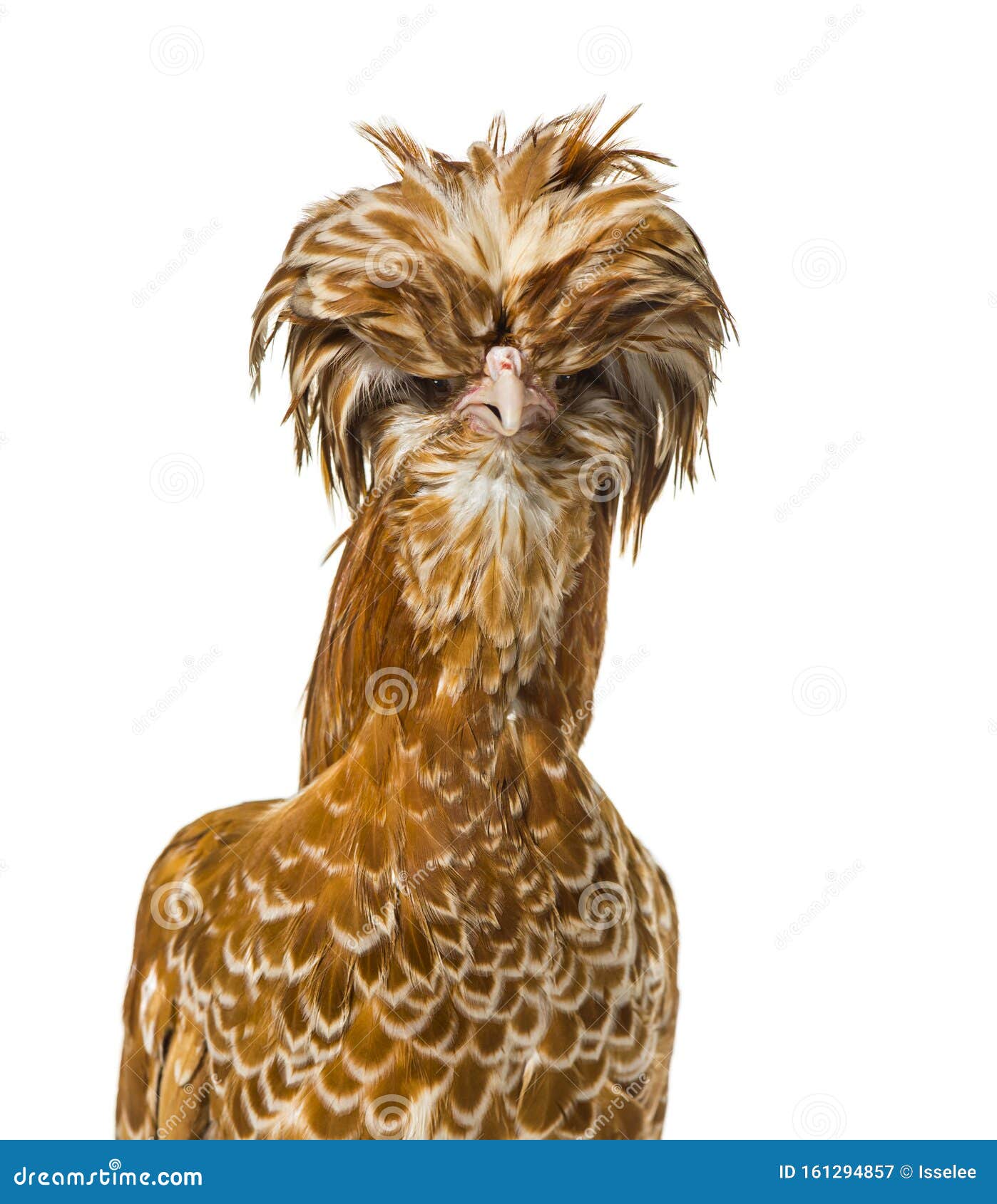 Tolbunt Poolse Kip Tegen Witte Achtergrond Stock Afbeelding - Image of ...