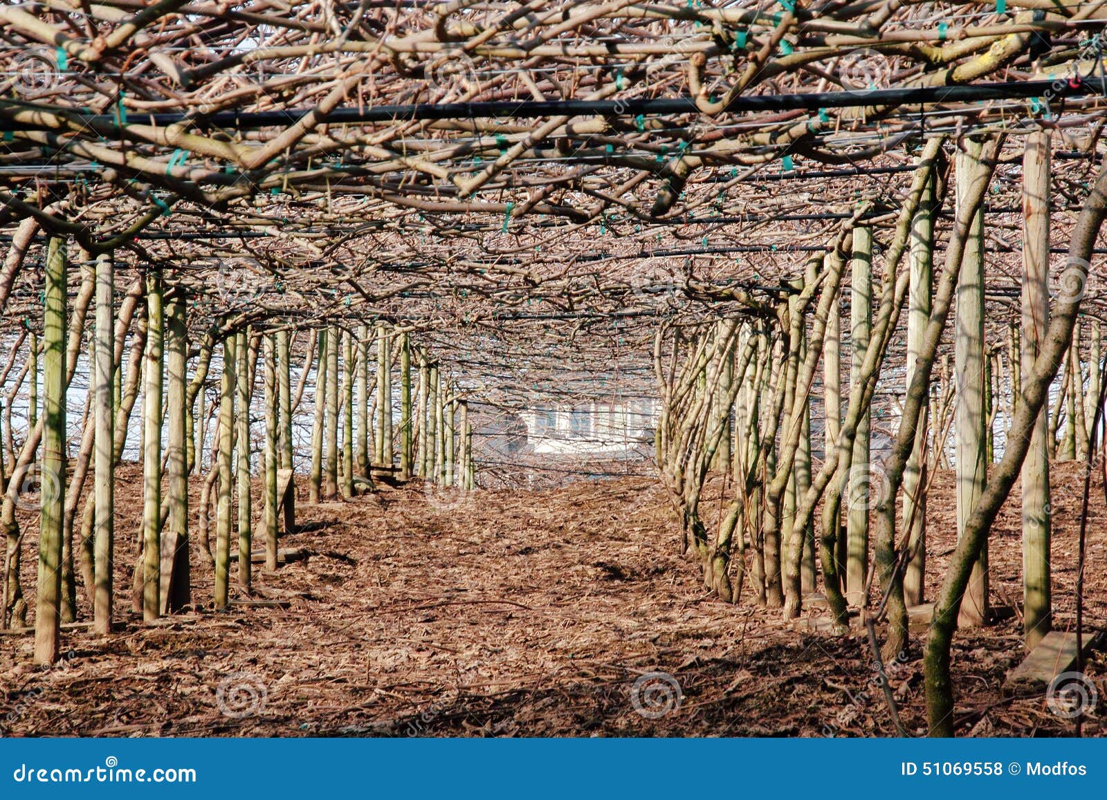 Toldo de las vides de uva foto de archivo. Imagen de baya - 51069558