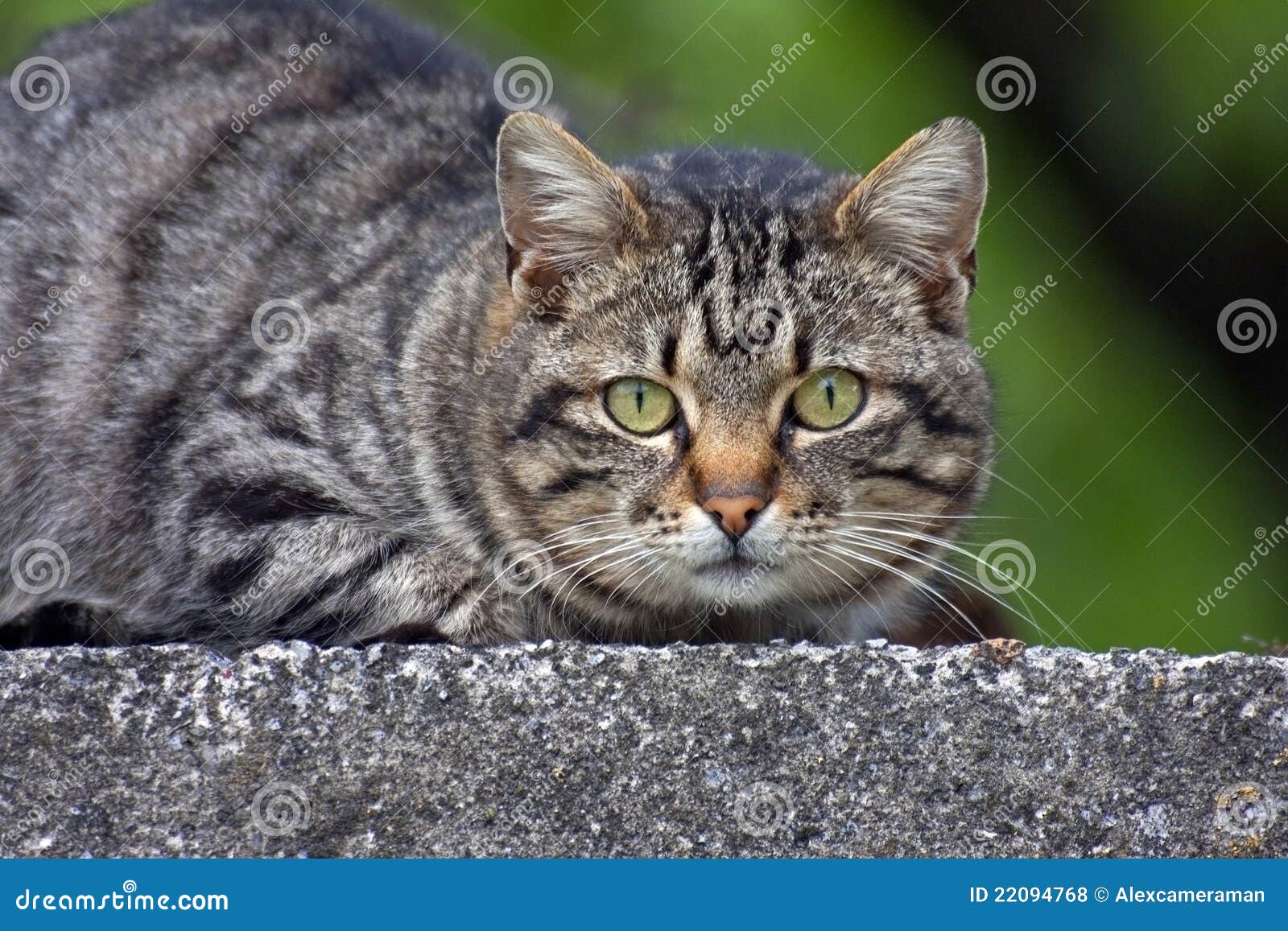 Tom-cat stock photo. Image of eyes, staring, look, plate - 22094768