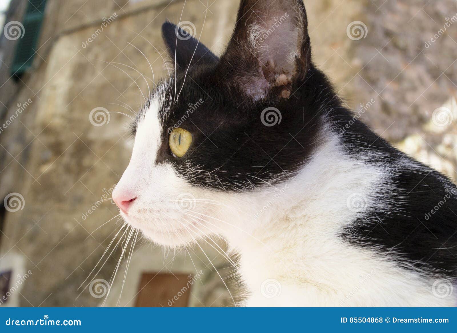 Tom cat stock photo. Image of puddy, staring, mammiferous - 85504868