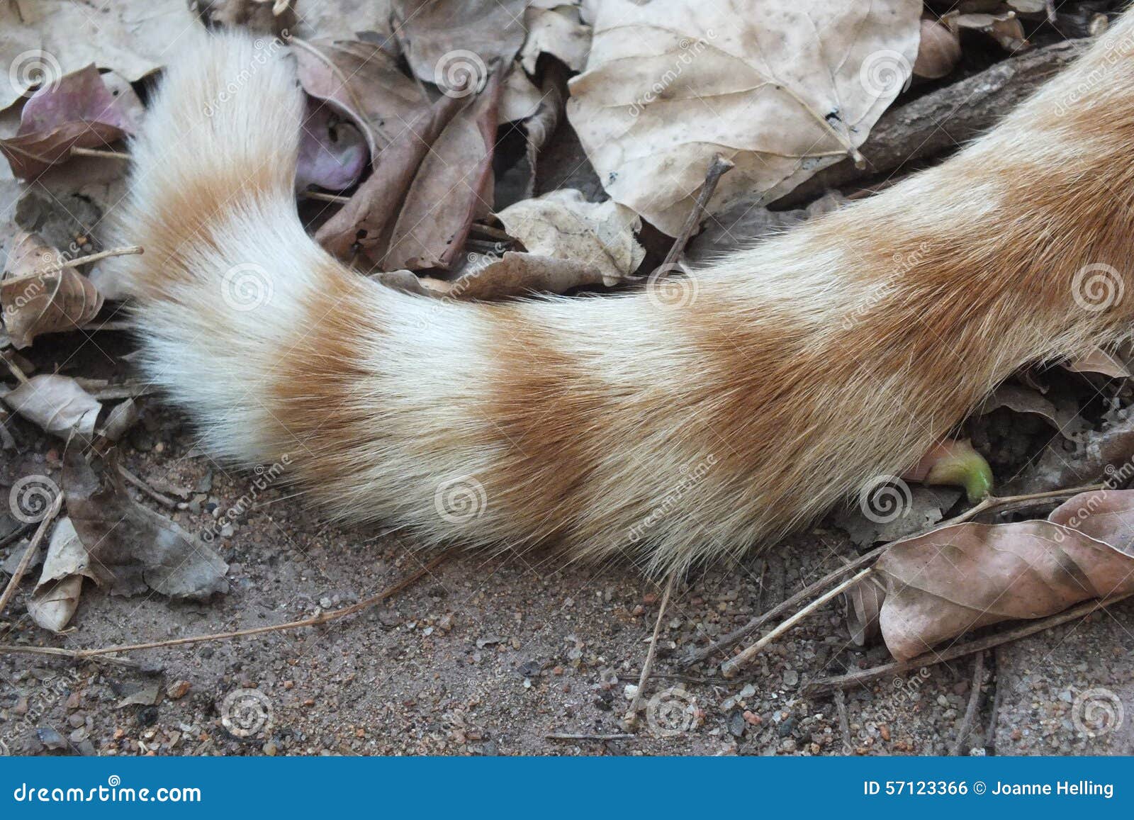 Tom cat tail stock photo. Image of tail, ground, selfie - 57123366