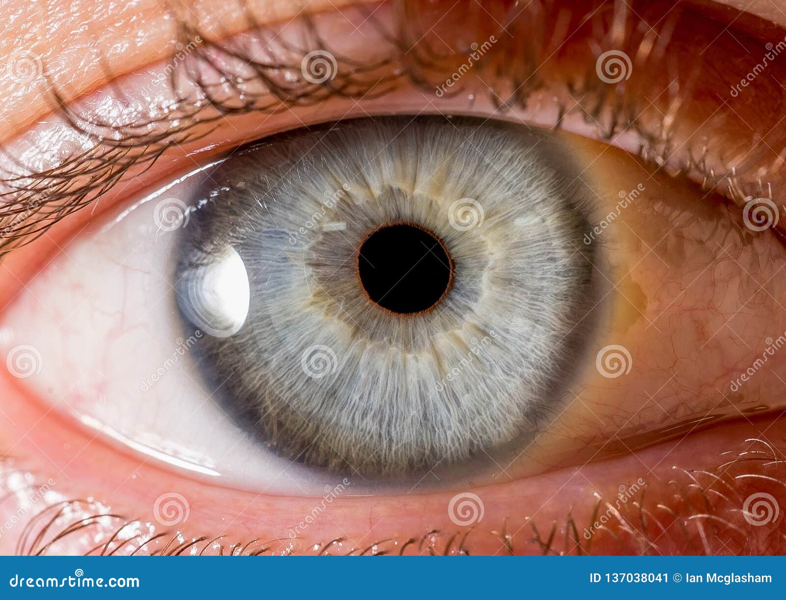 Close Up Eye. Close Up Iris. Very Close Macro Shot of an Eyeball Stock ...