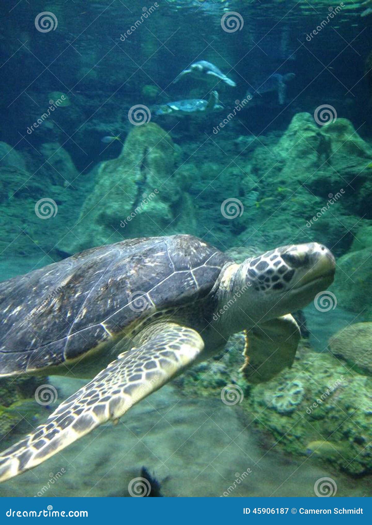 Tom the turf editorial photography. Image of turt, diego - 45906187