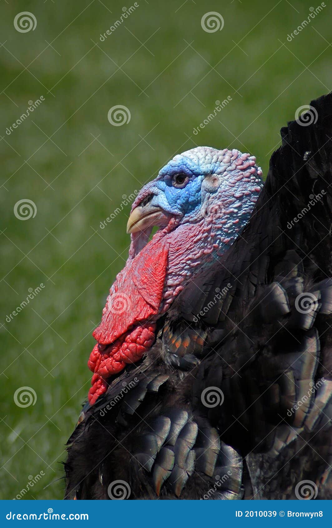 Tom Turkey stock image. Image of farm, white, farmyard - 2010039