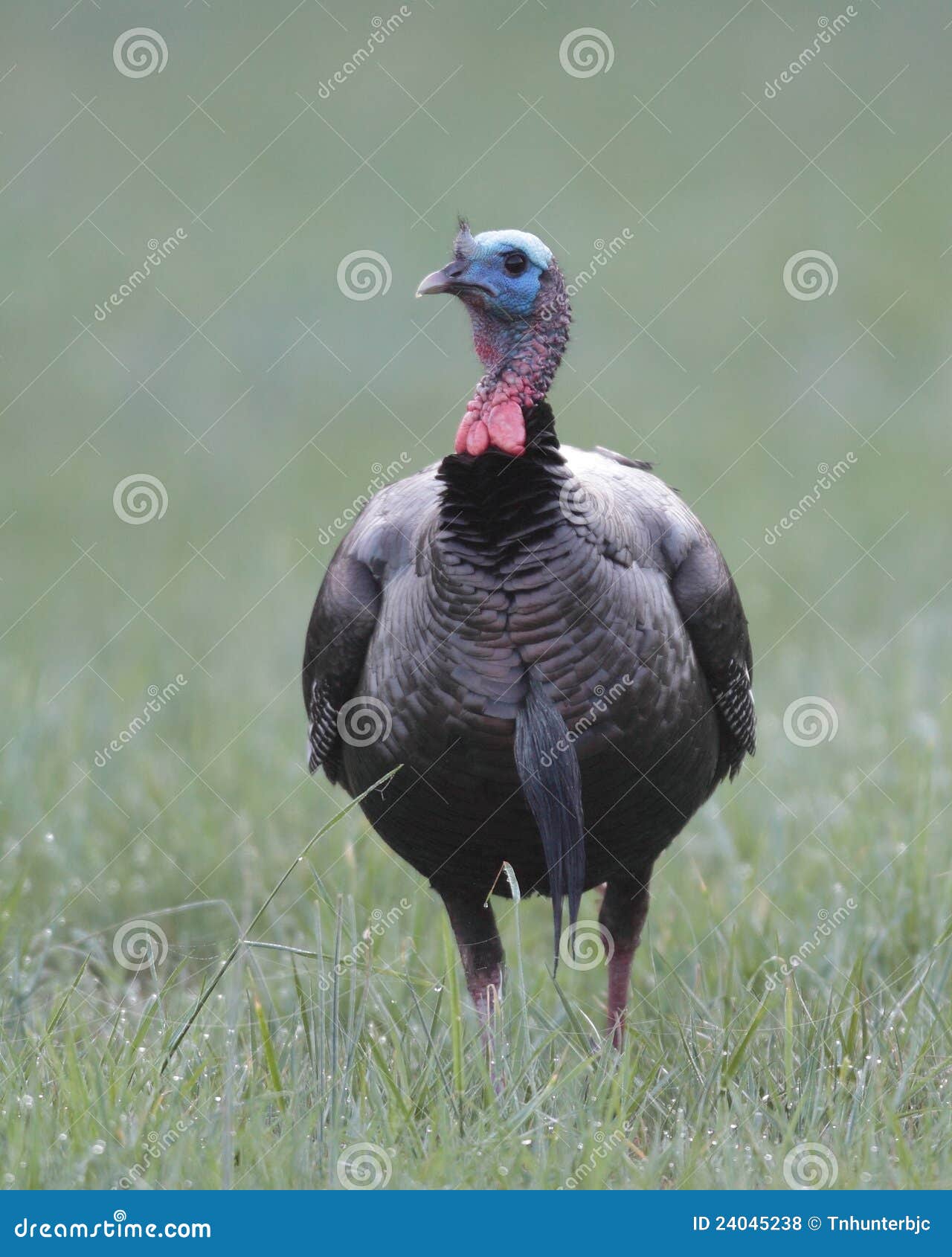 Tom turkey stock photo. Image of pilgrim, puffed, gobbler - 24045238