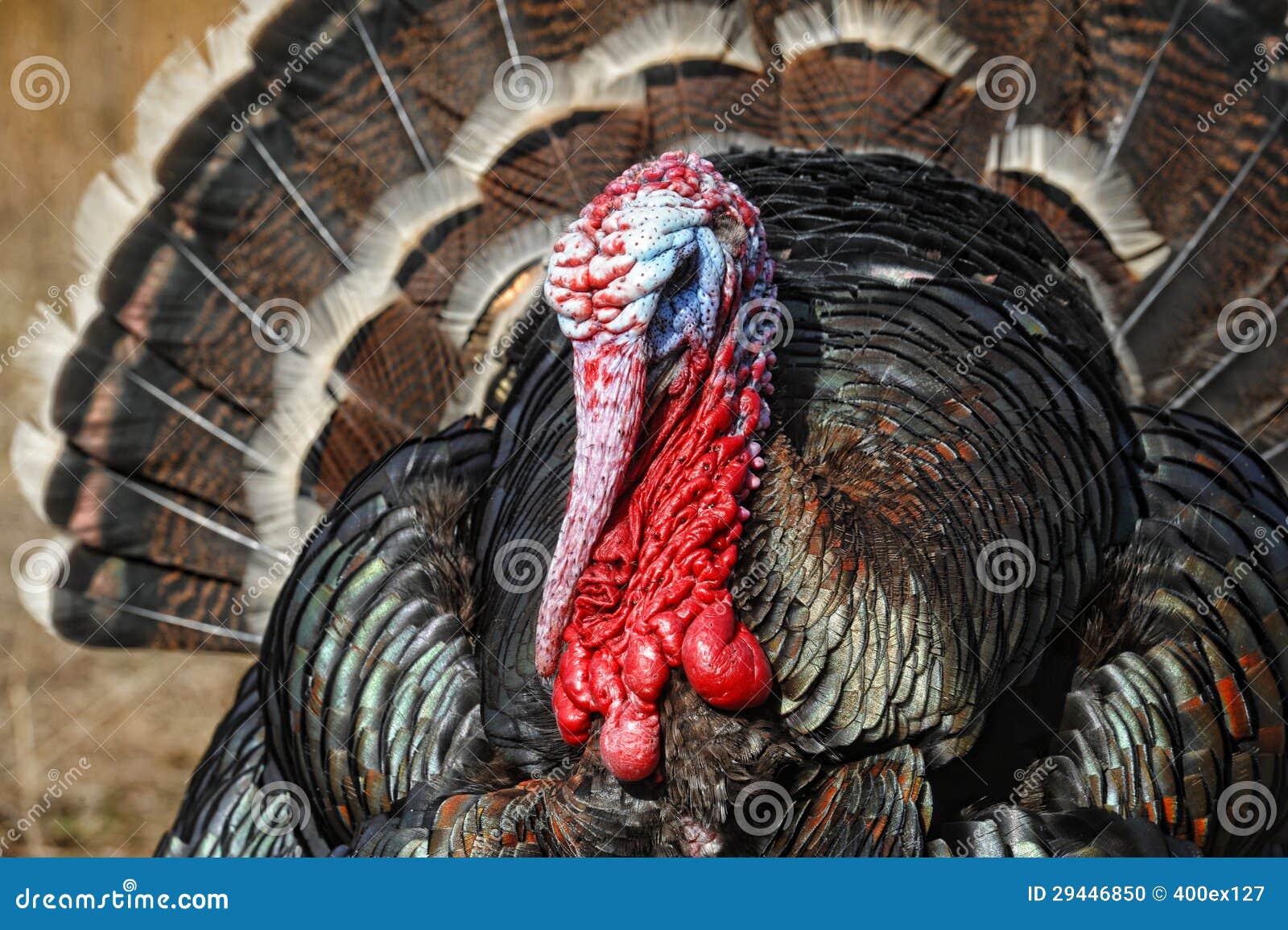 Tom Turkey stock photo. Image of strut, wild, turkey - 29446850