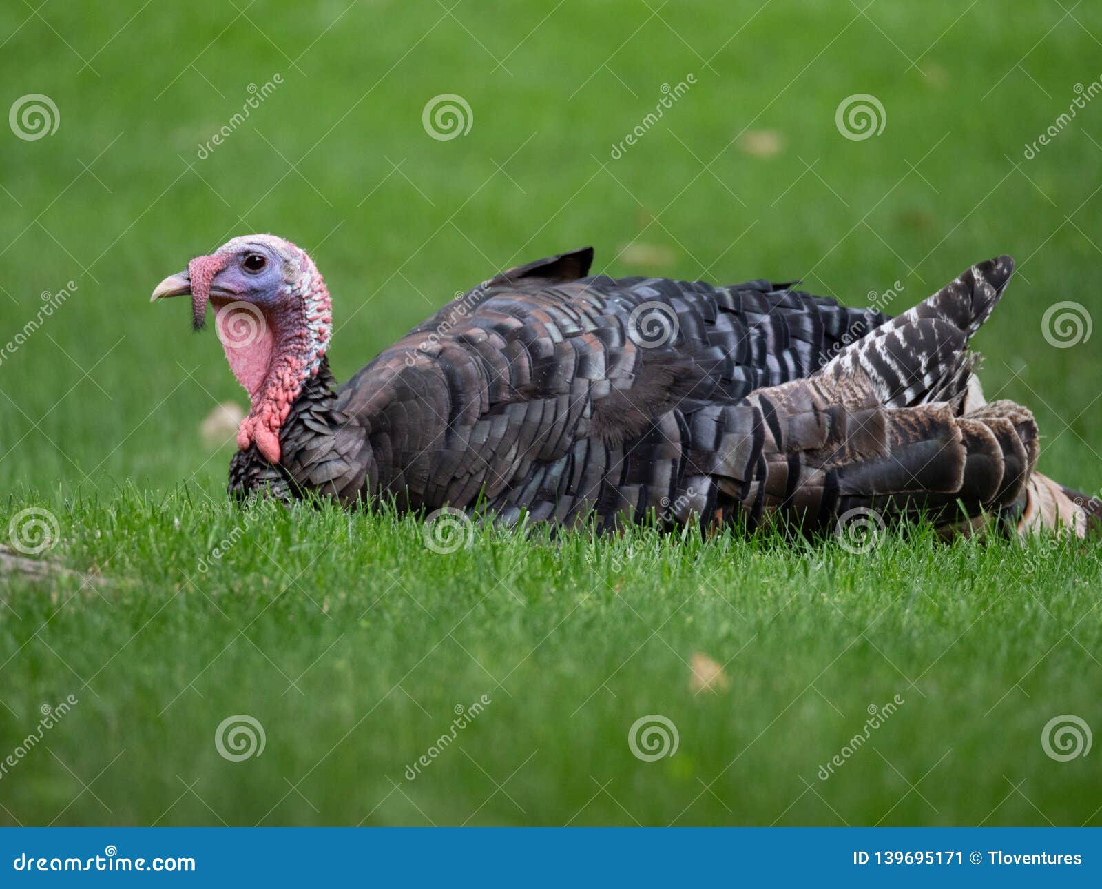 Tom Turkey Resting in Lush Green Grass Stock Image - Image of male ...