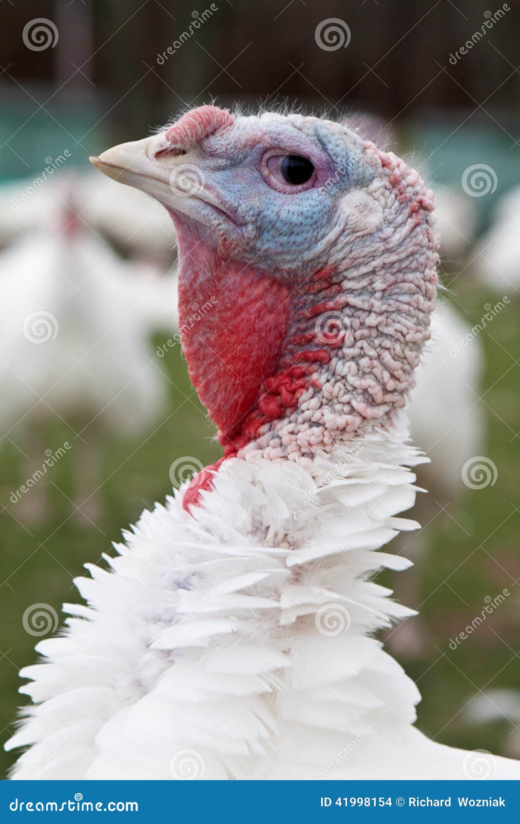 Tom Turkey stock photo. Image of bird, meat, dinner, christmas - 41998154